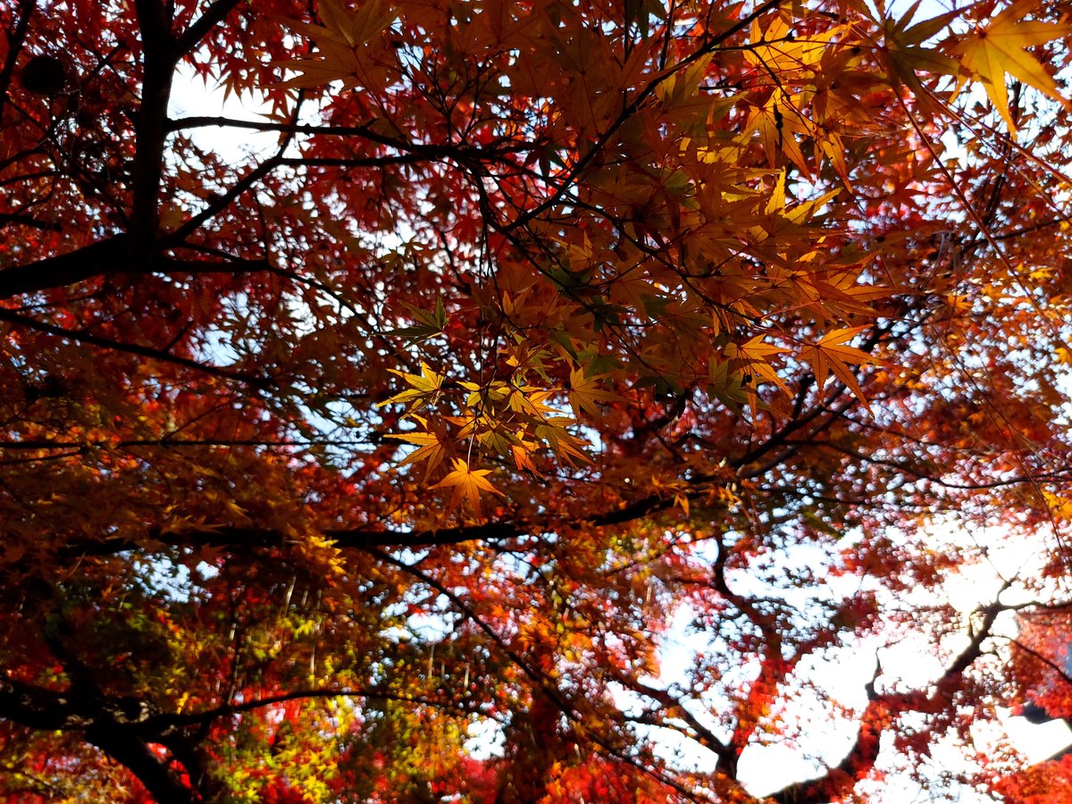 12月の紫陽花に華を咲かせる｜琴ノ葉みかん (Mikan Kotonoha)