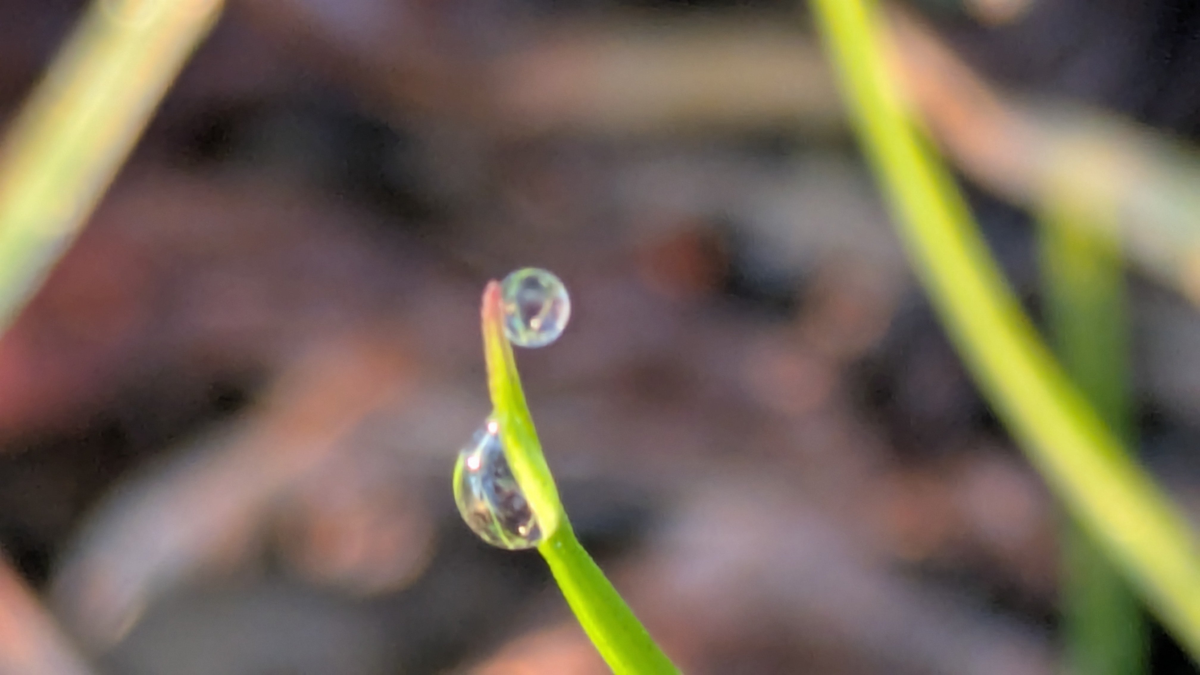 今朝の水滴⑤｜ichiro70