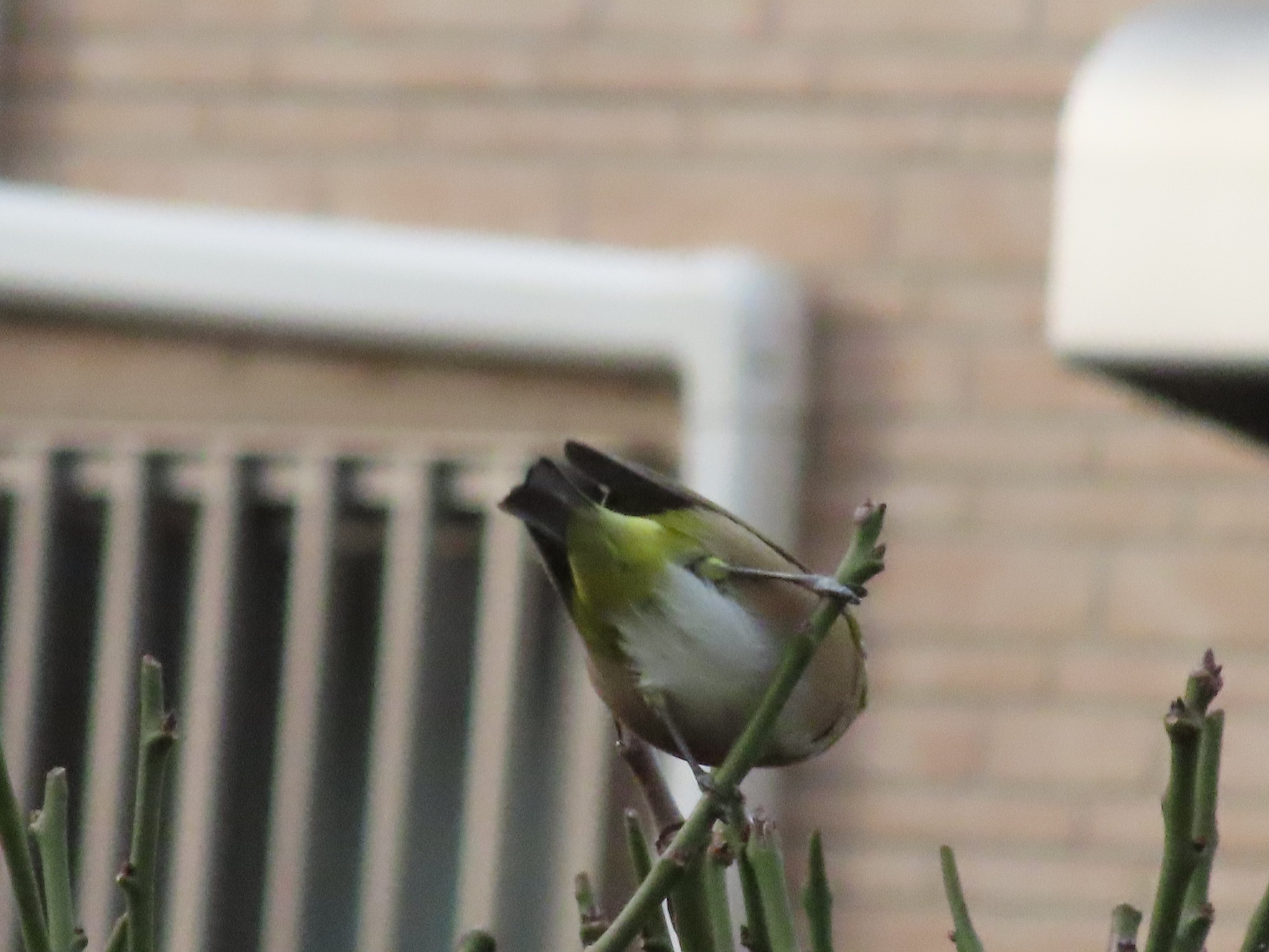 2024年12月11日 メジロ｜ExportControl