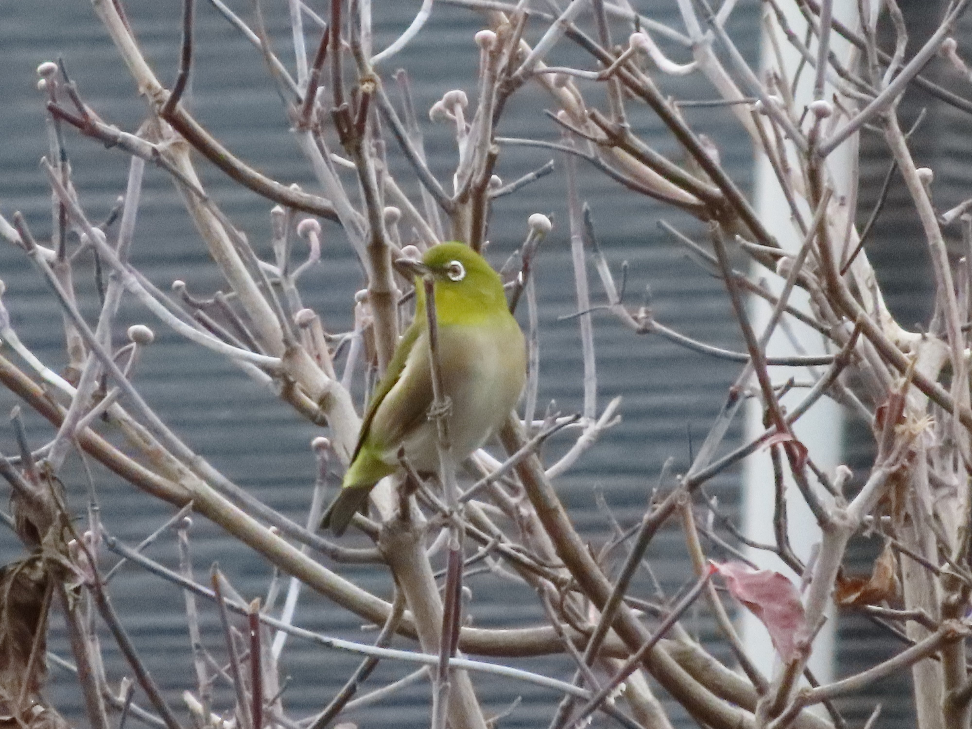 2024年12月11日 メジロ｜ExportControl