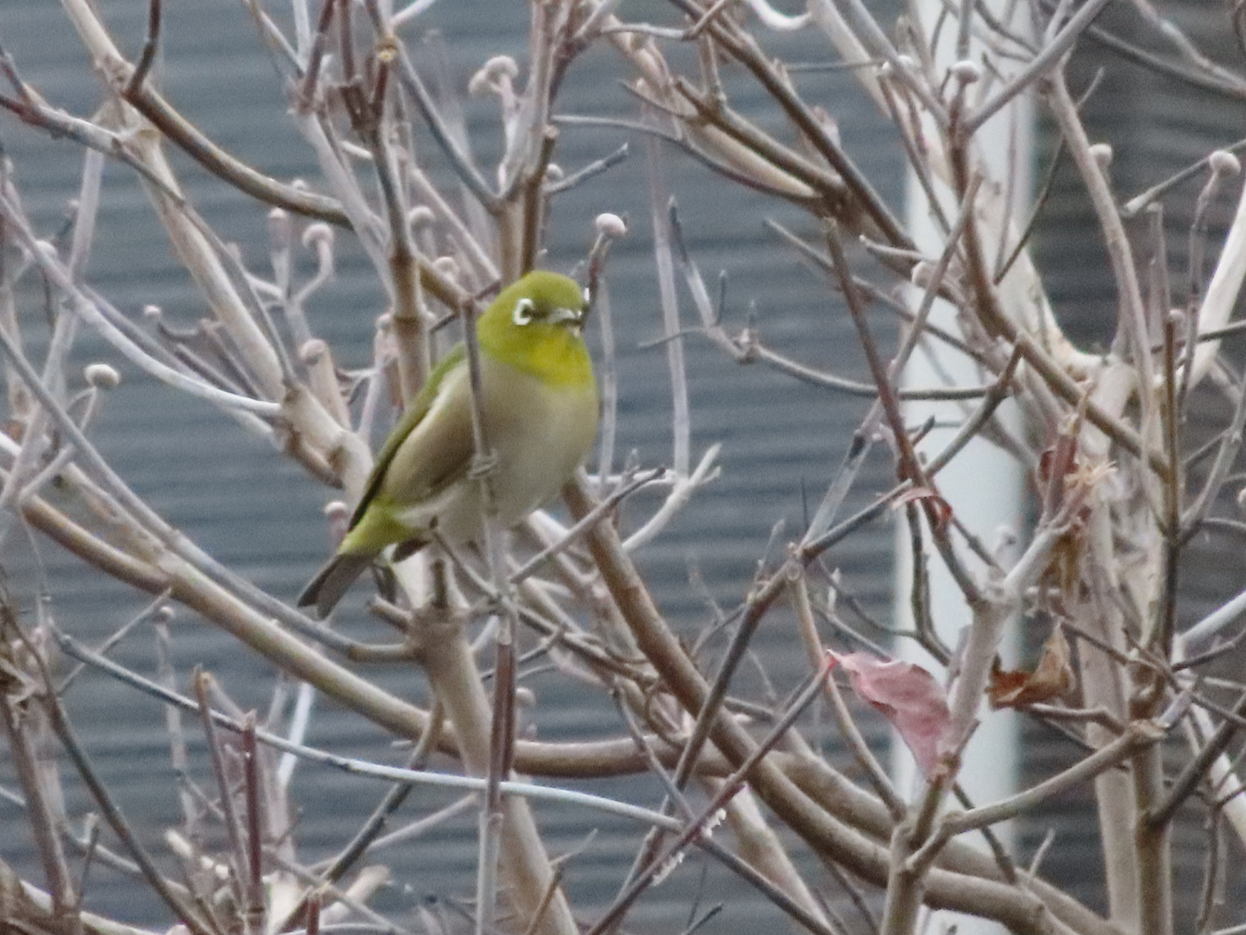 2024年12月11日 メジロ｜ExportControl