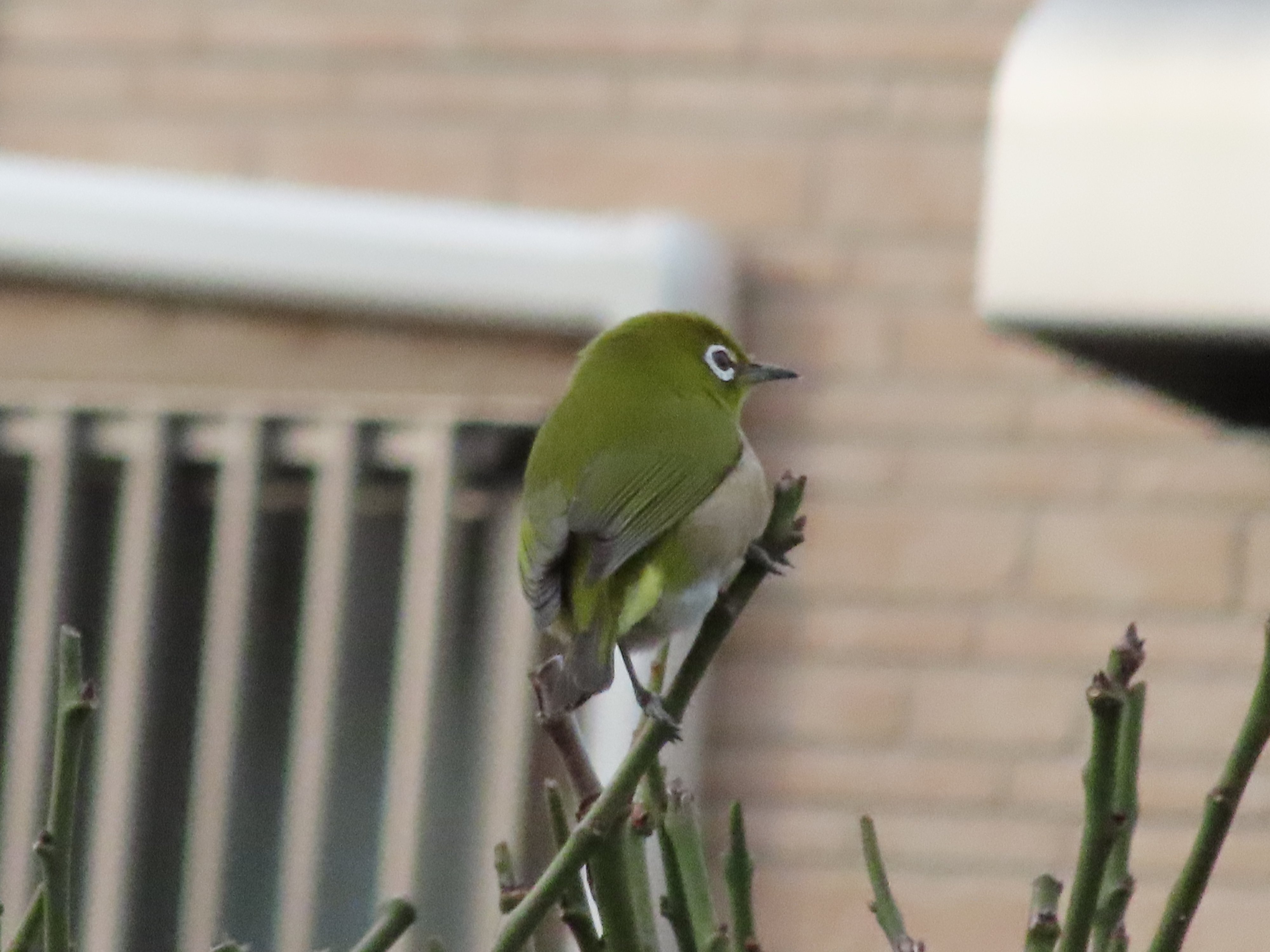 2024年12月11日 メジロ｜ExportControl