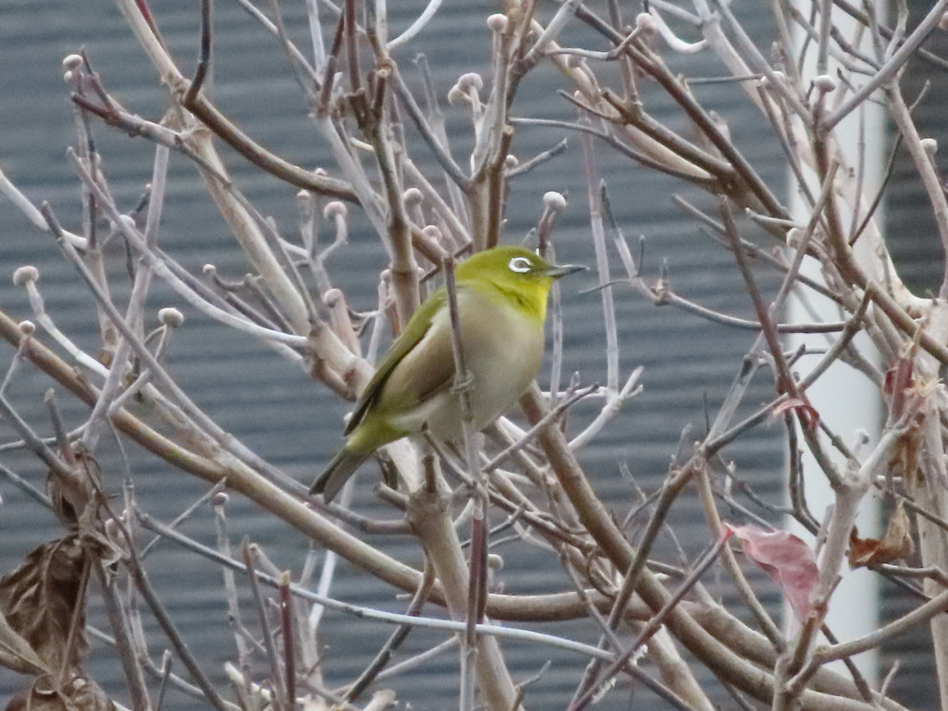 2024年12月11日 メジロ｜ExportControl