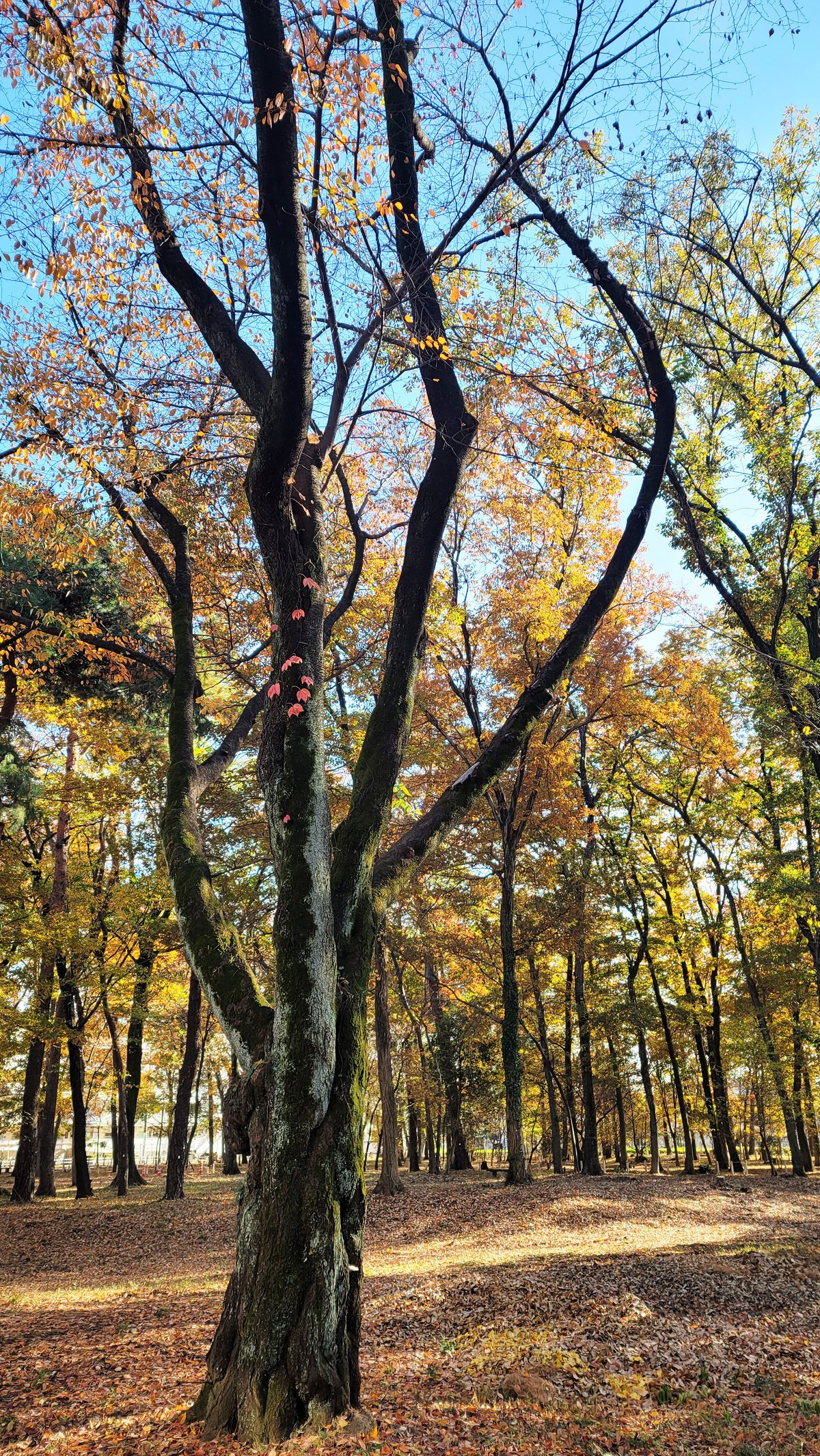 【体感会】今年参加された皆さまへ｜tEaM@sEkaiKaN