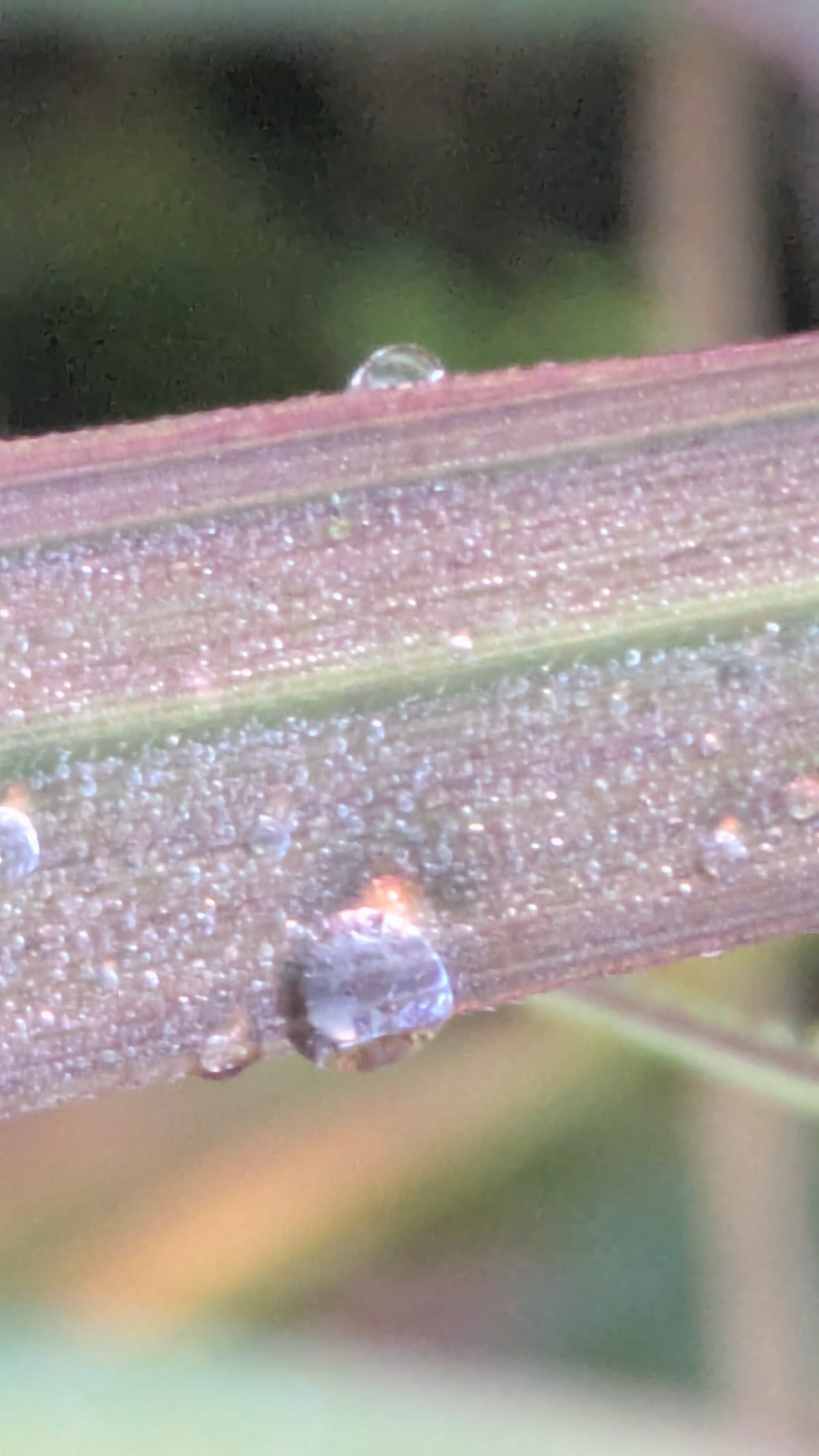 今朝の水滴②｜ichiro70