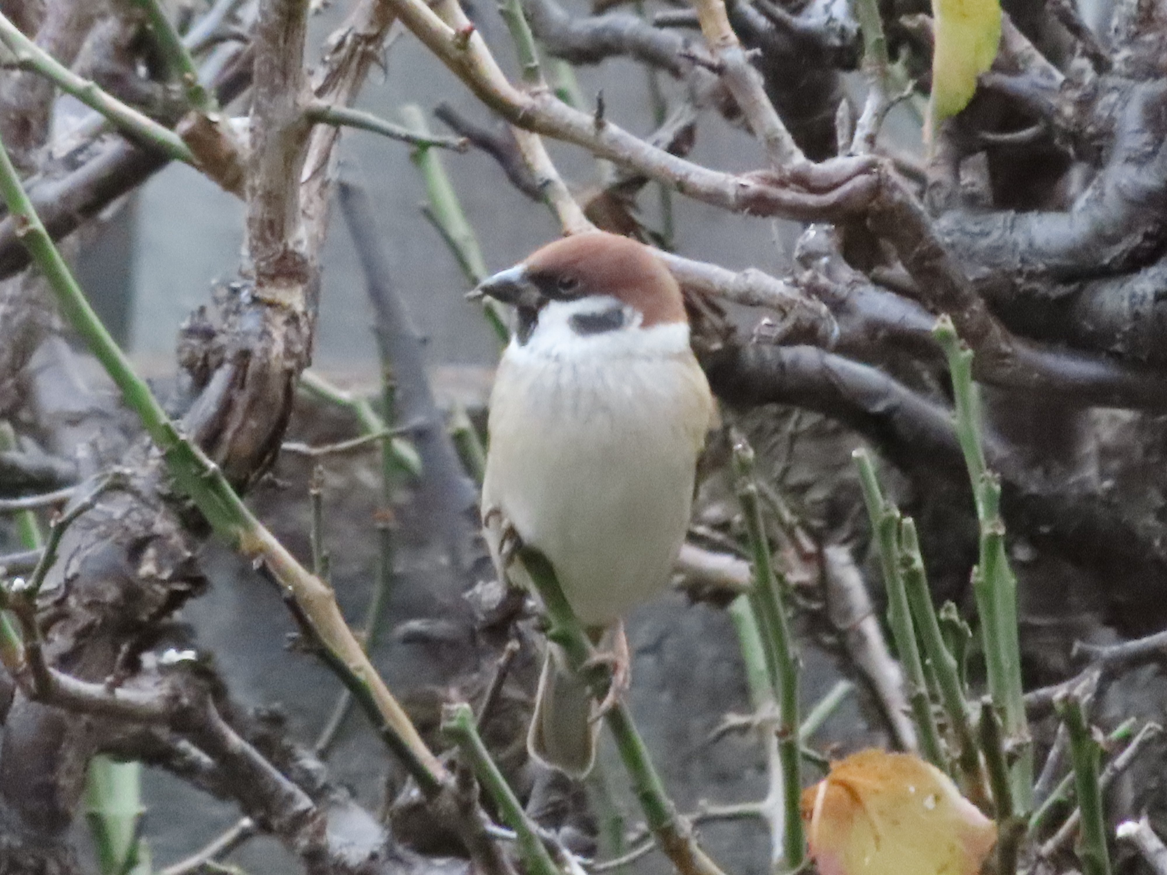 2024年12月13日 画像｜ExportControl