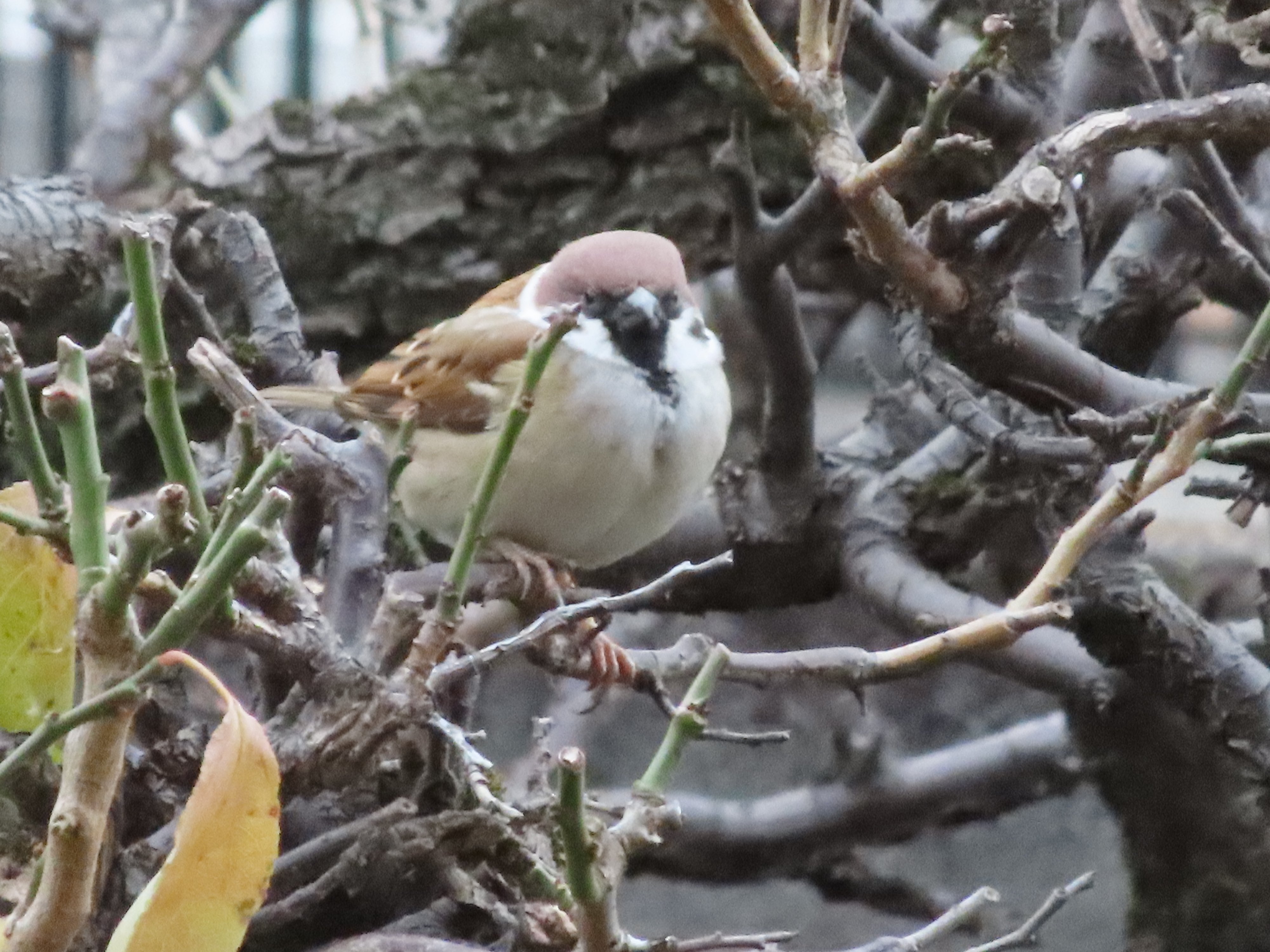 2024年12月13日 画像｜ExportControl