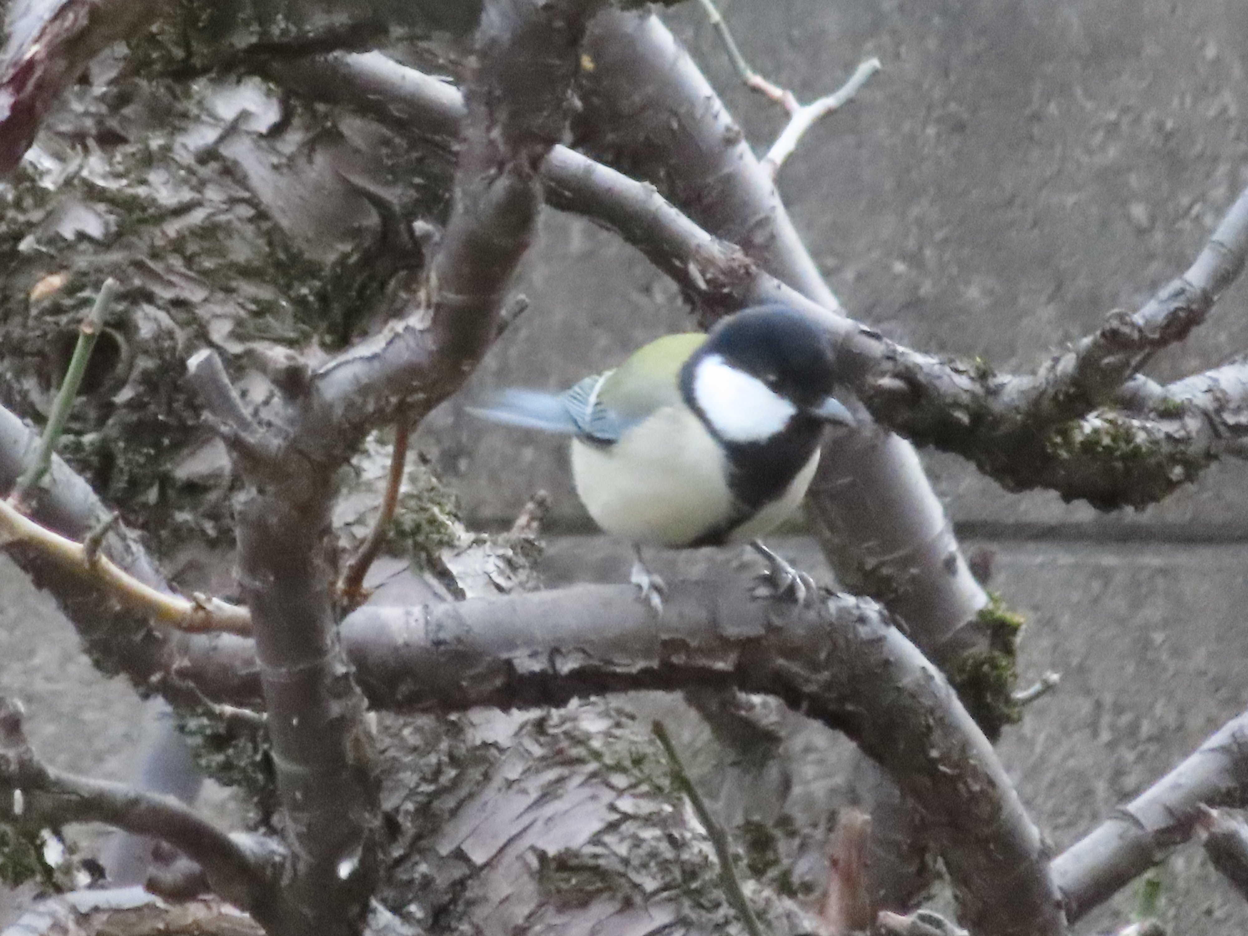 2024年12月13日 画像｜ExportControl