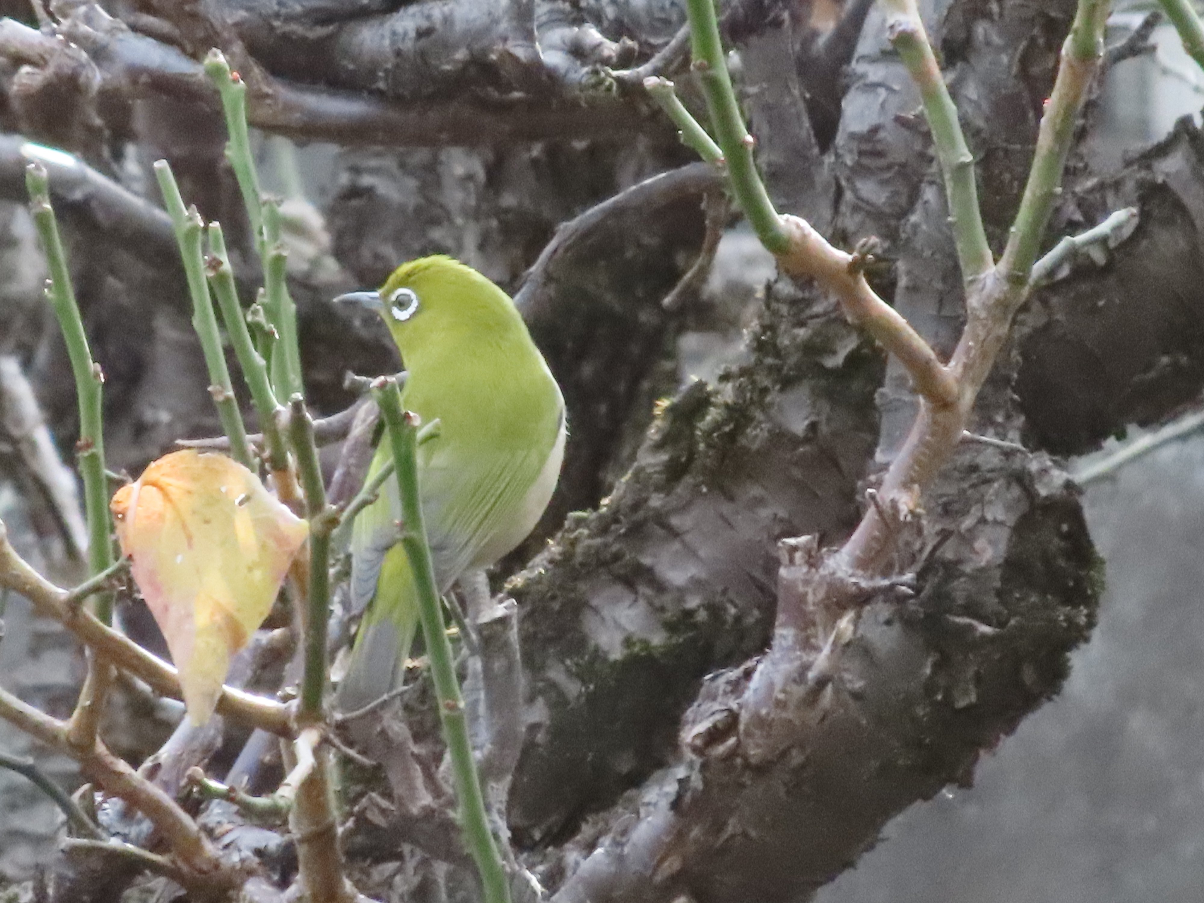 2024年12月13日 画像｜ExportControl