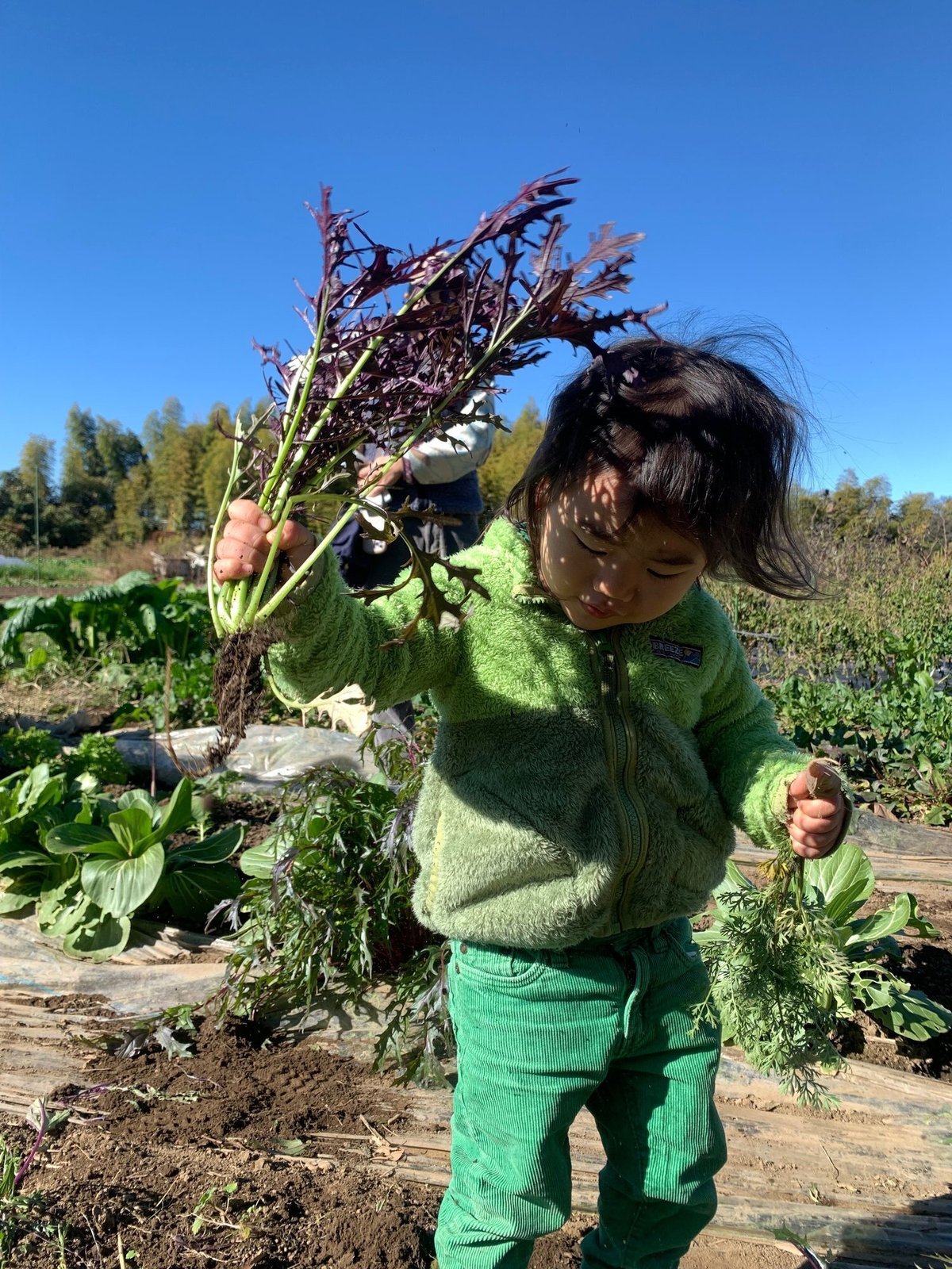 CRAZYTANK News vol.229／“Nouenchi (Play on the farm like in an amusement park)” (Hoken Vegetable ...