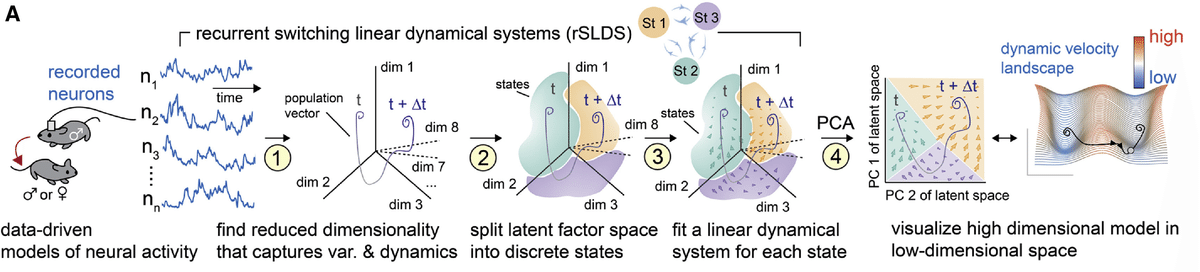 脳が情動をラインアトラクターでエンコードしていることのAll-optical approachを用いた実証｜えぬ