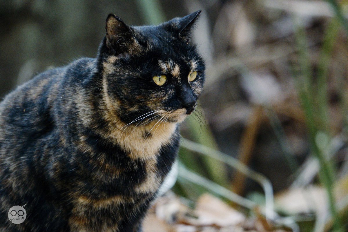 試し撮る。 ｜ Nikon Z50II｜yoriknit