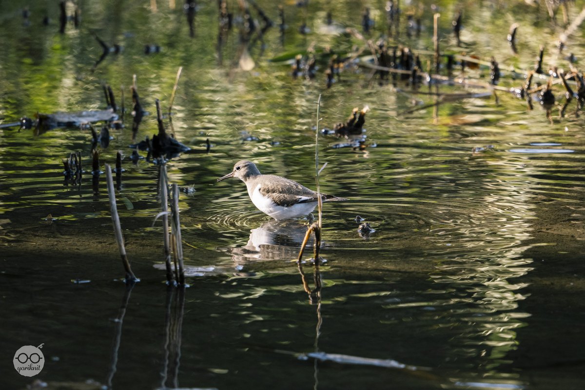 試し撮る。 ｜ Nikon Z50II｜yoriknit