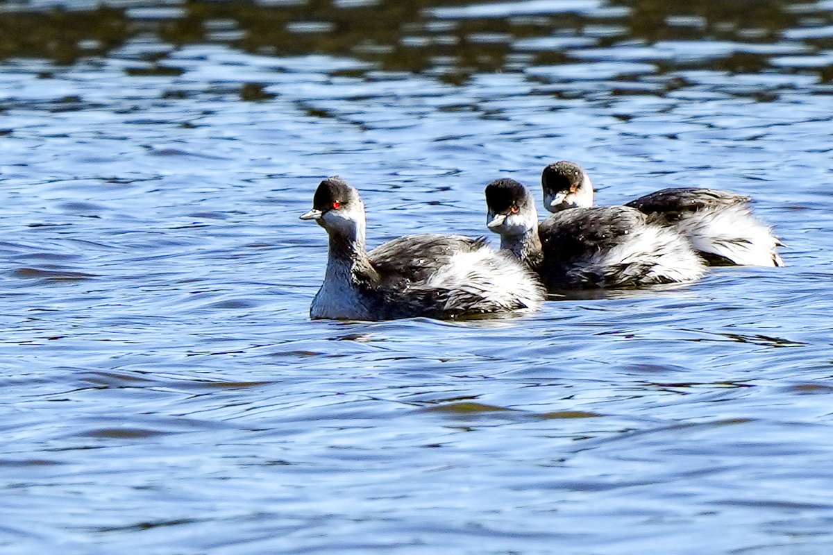 【野鳥】12月14日探鳥 2024-24｜Chacoder