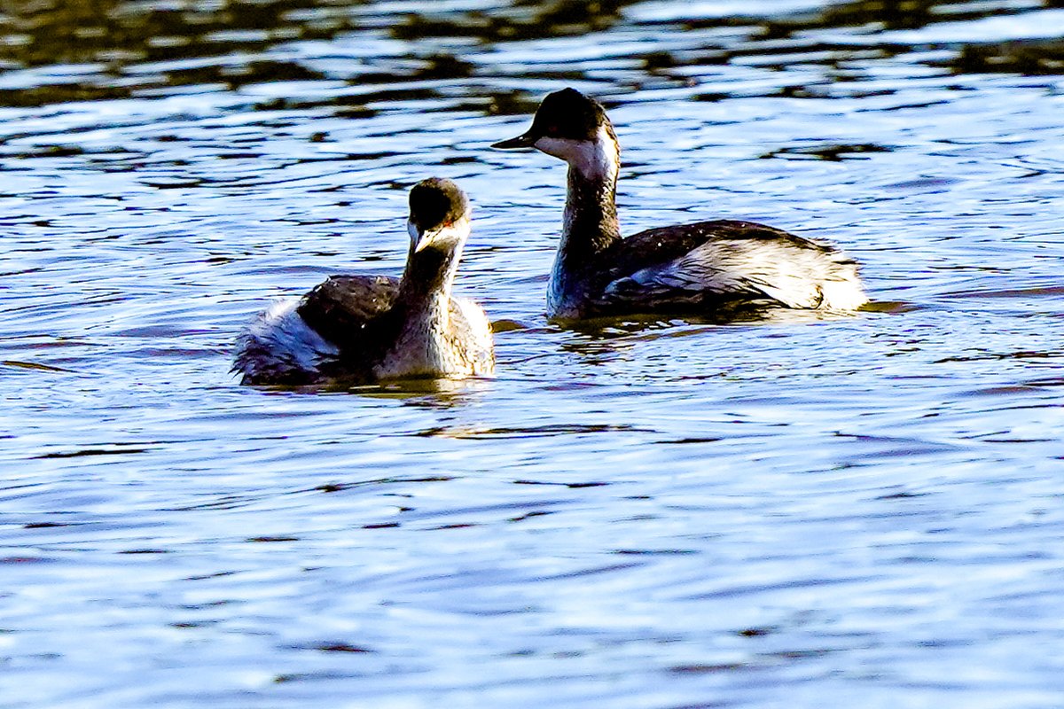 【野鳥】12月14日探鳥 2024-24｜Chacoder