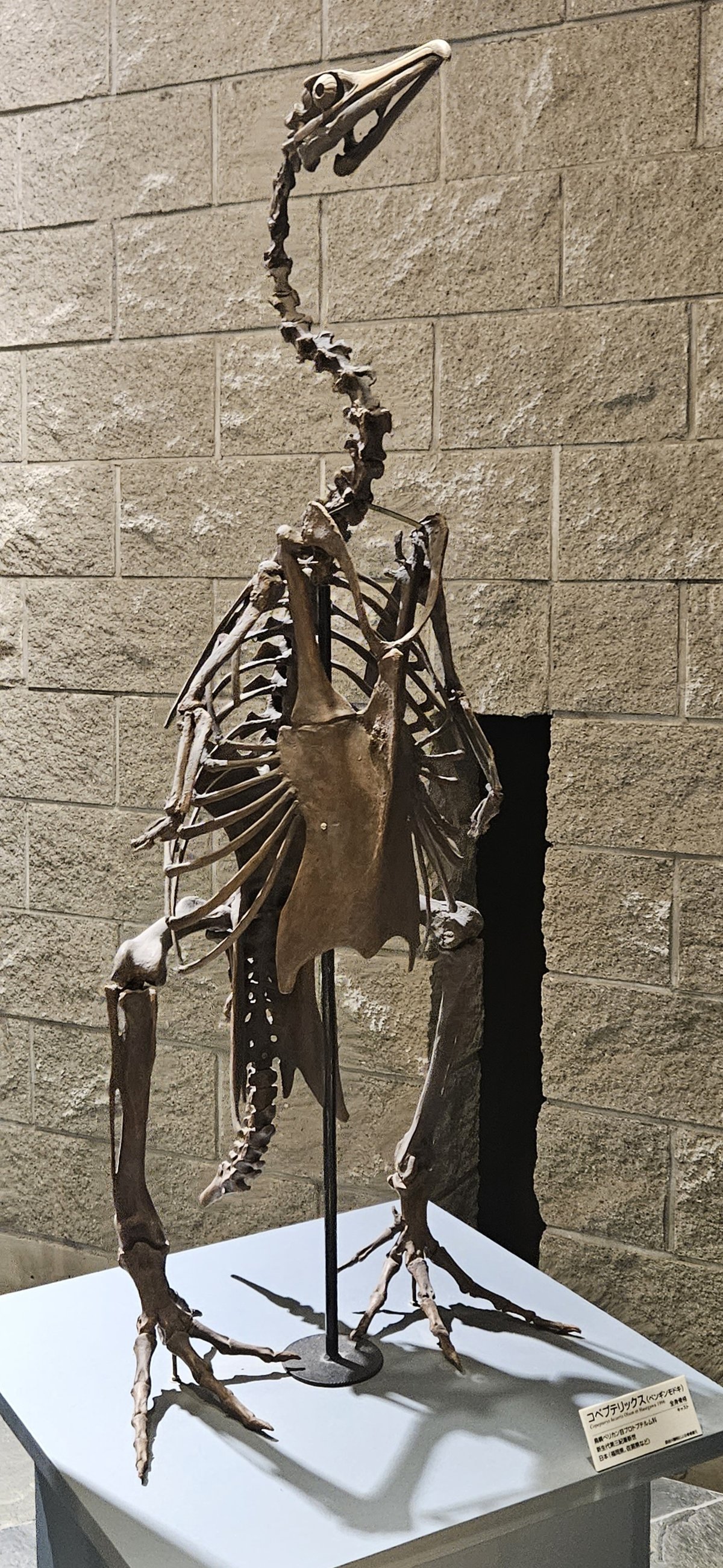 The Lost Universe 古代の巨大水鳥③巨大ペンギンモドキ｜美原さつき