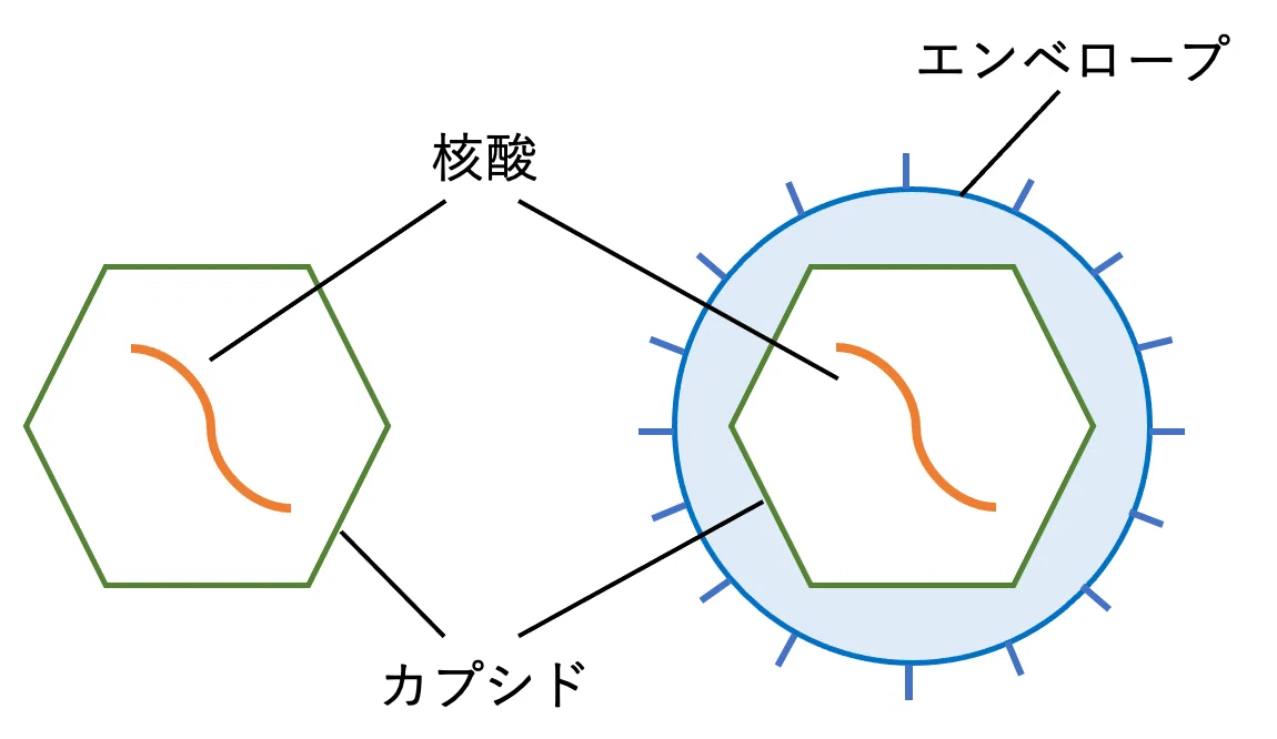 ウイルスの大きさはどのくらい？ウイルスについての話｜ノア