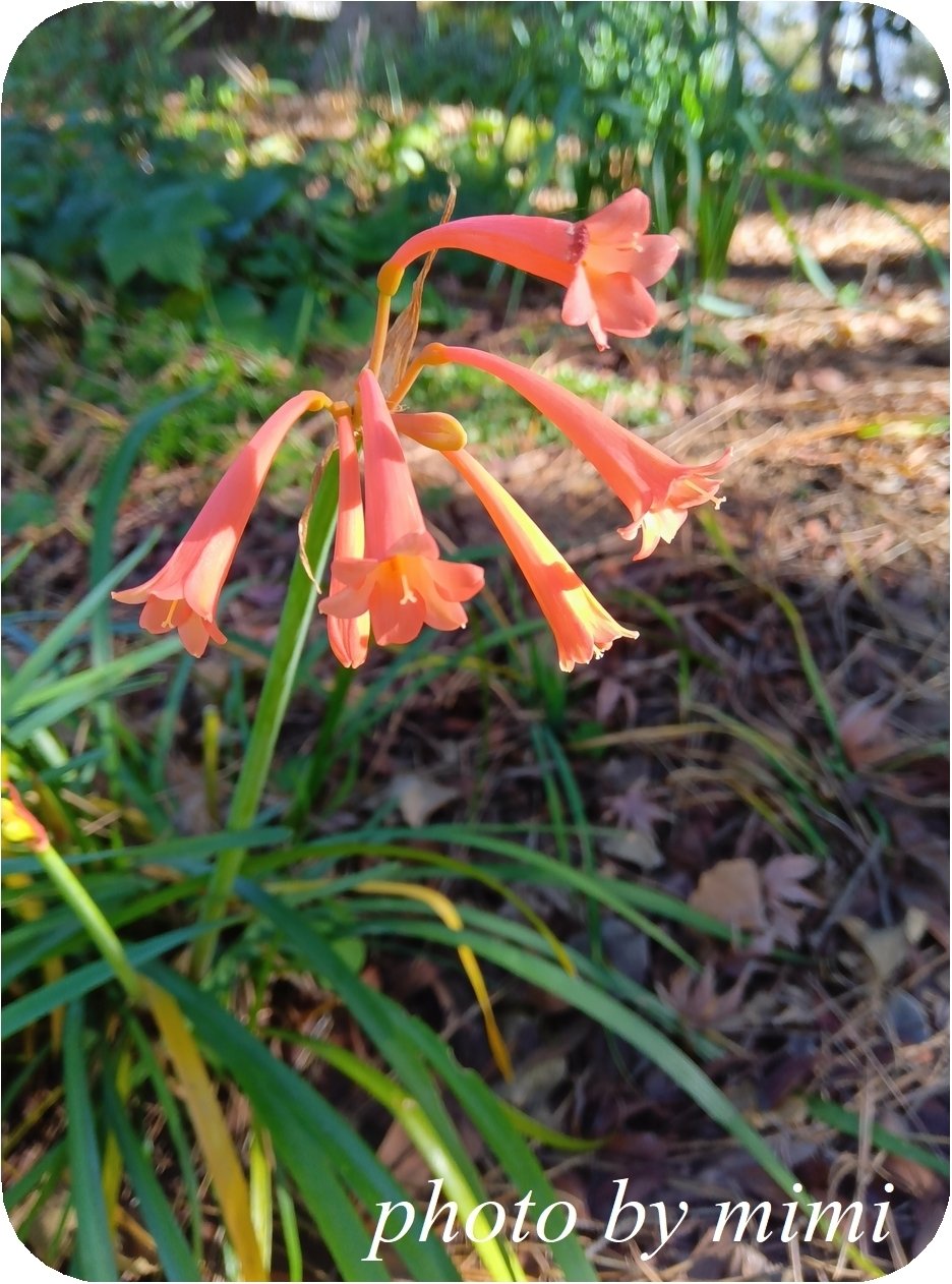 キルタンサス｜mimi fleur