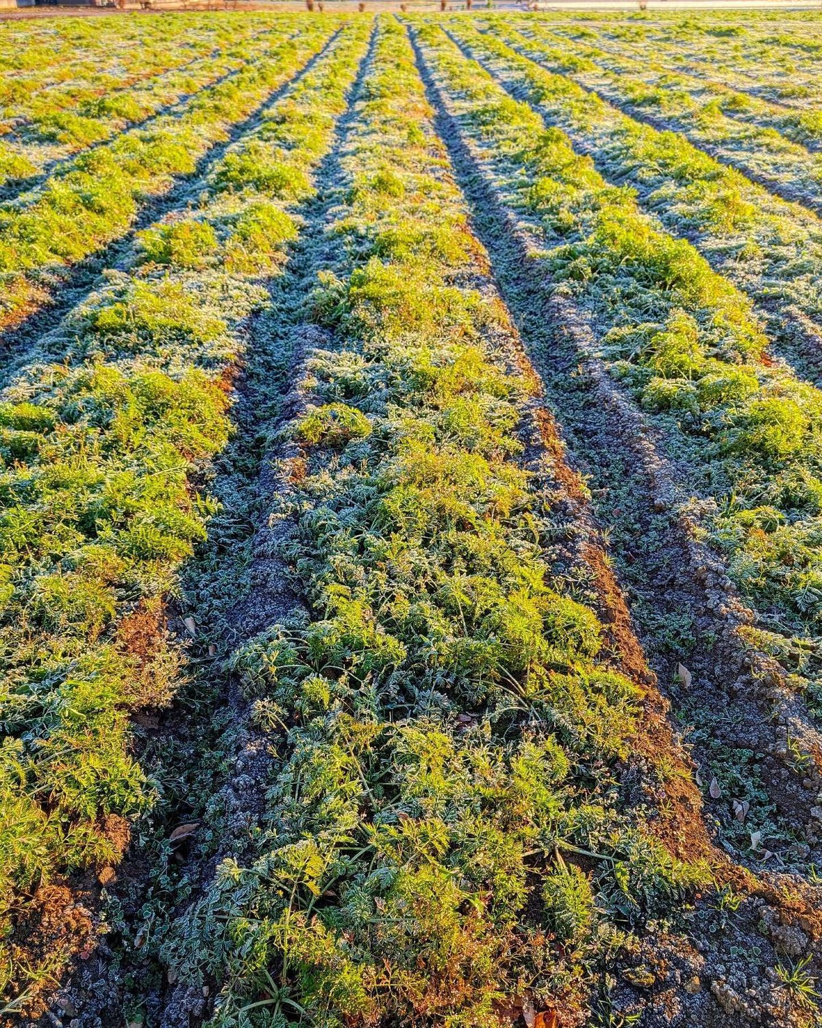 朝6時の通勤時間｜koichi kimoto