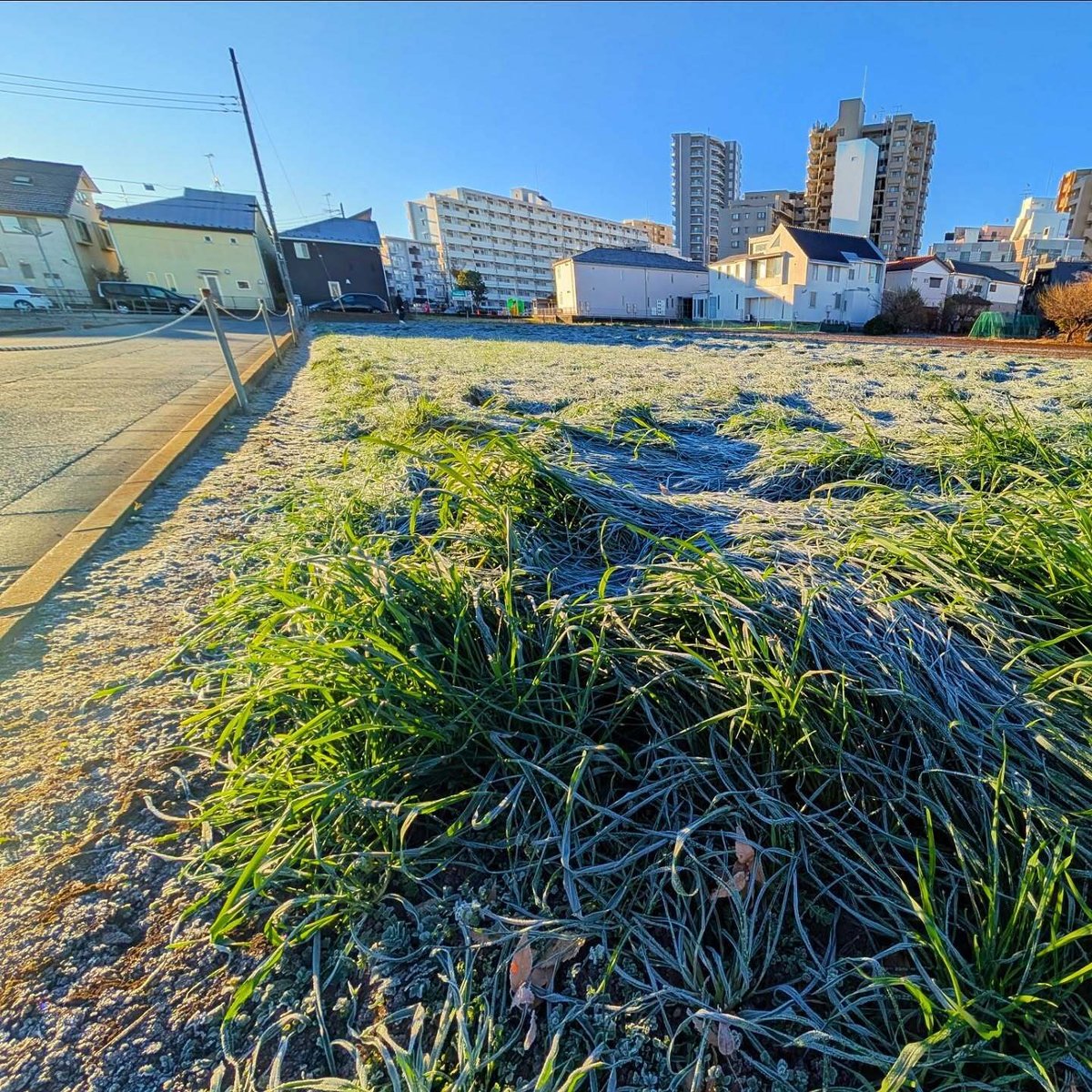 朝霜に負けじと起き上がる｜koichi kimoto