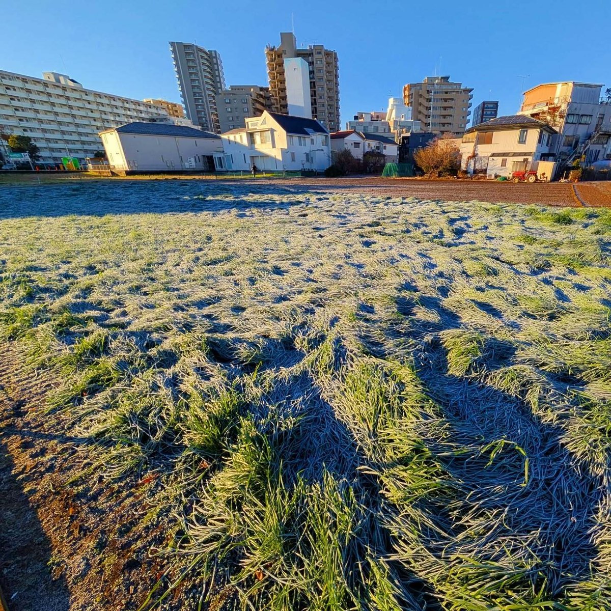 朝霜に負けじと起き上がる｜koichi kimoto