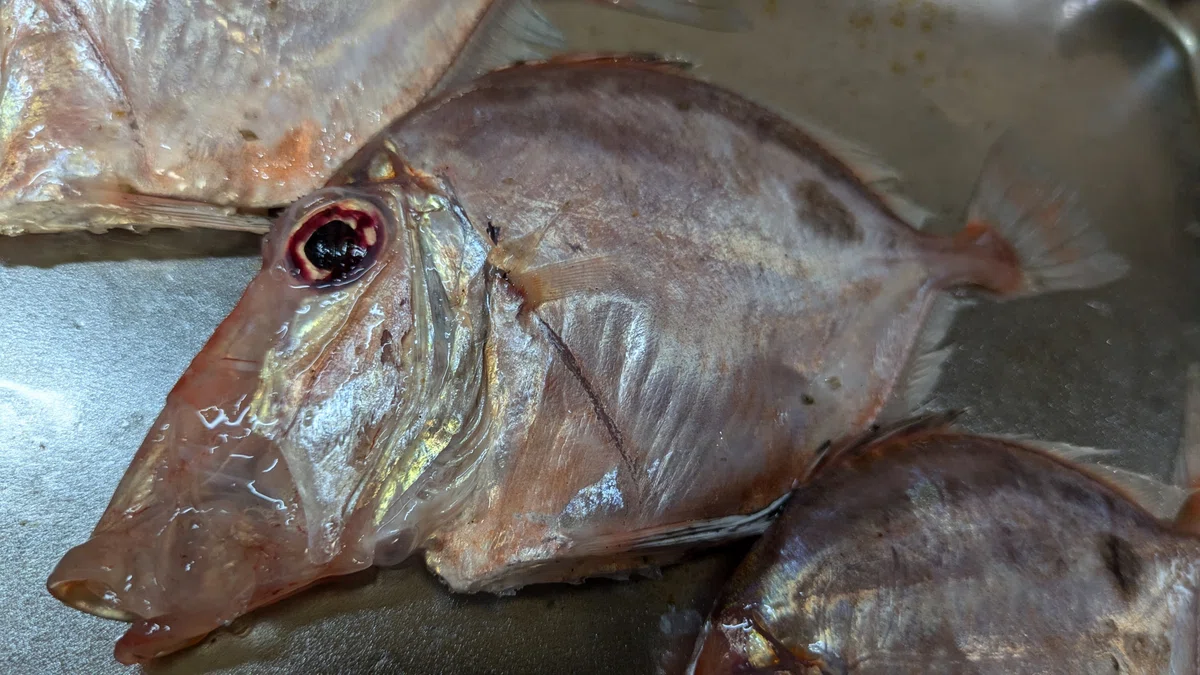 2024年12月24日（火）「未利用魚・イッテンカゴマトウダイ」｜おおたま