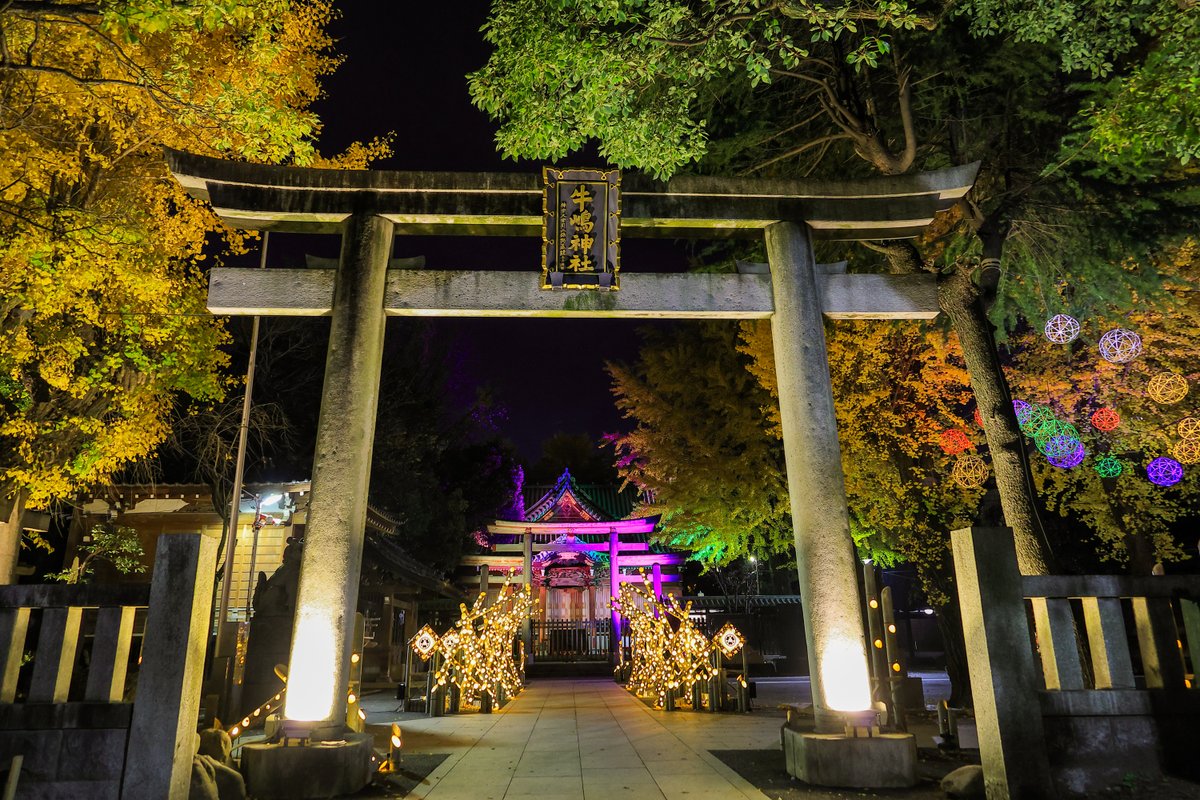 東京下町回遊 竹あかり｜Toru Shiratori