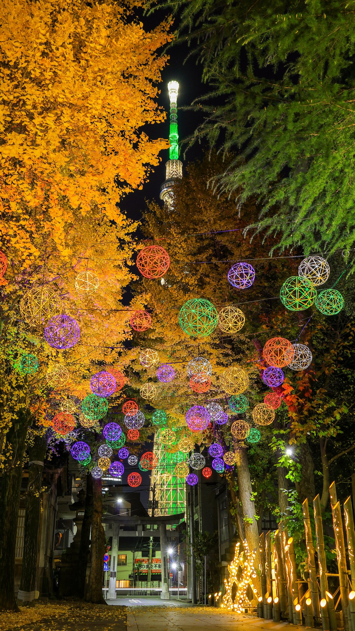 東京下町回遊 竹あかり｜Toru Shiratori