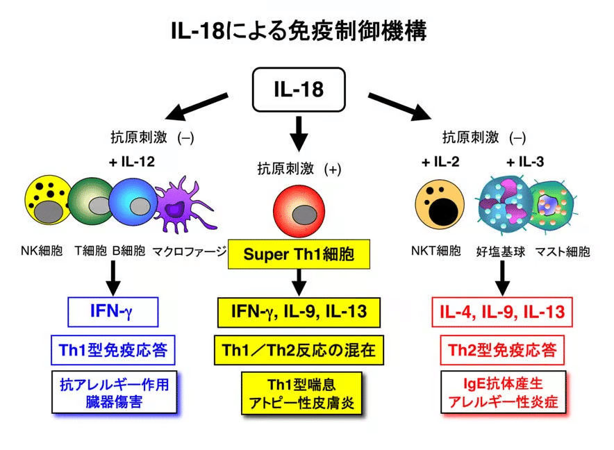 IFN-γの生理学的役割と医学的意義｜おからだ治療院