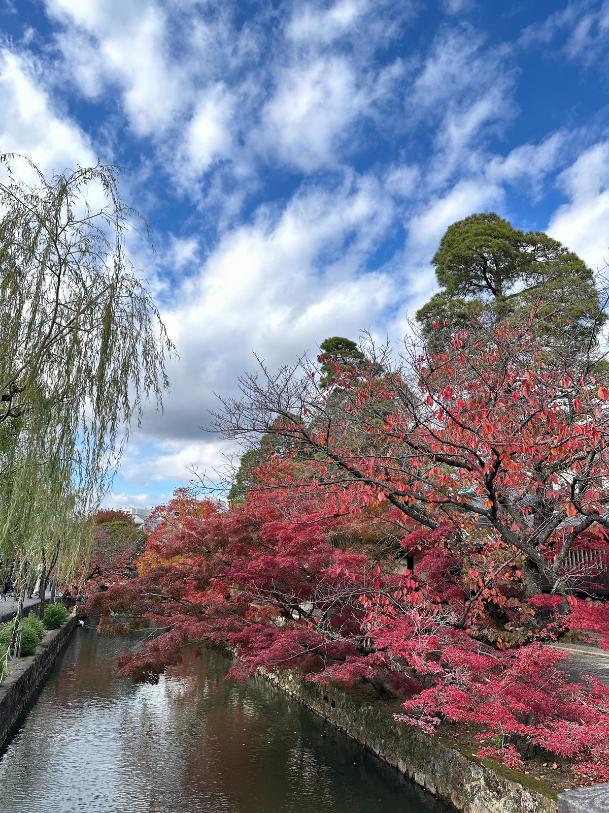 【ネ タ バ レ】【ライブメモ】tacica tour "AFTER GOLD" 2024.11.30 岡山YEBISU YA PRO｜snview