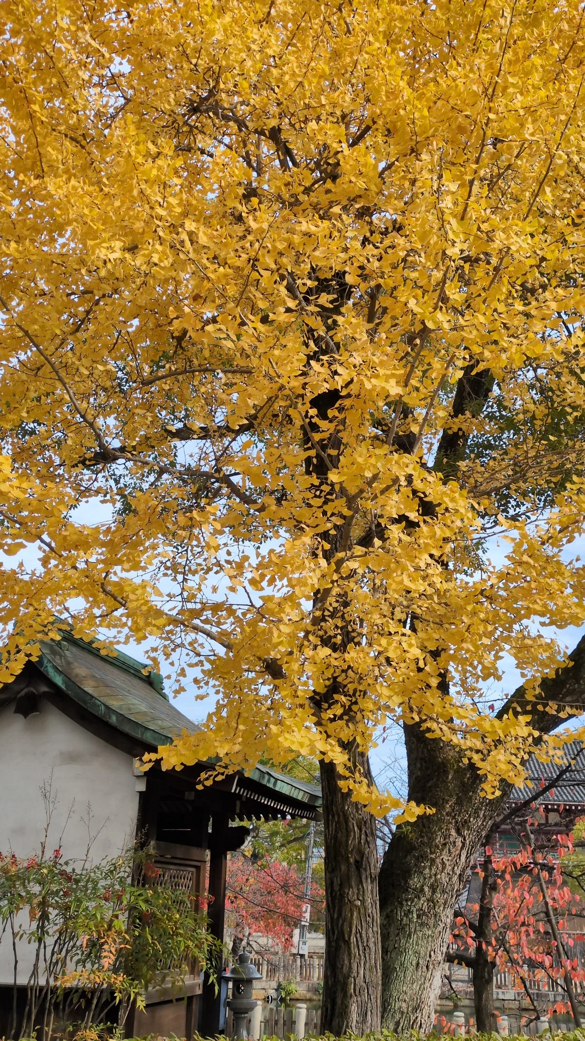 Henka｜HARUHAYA