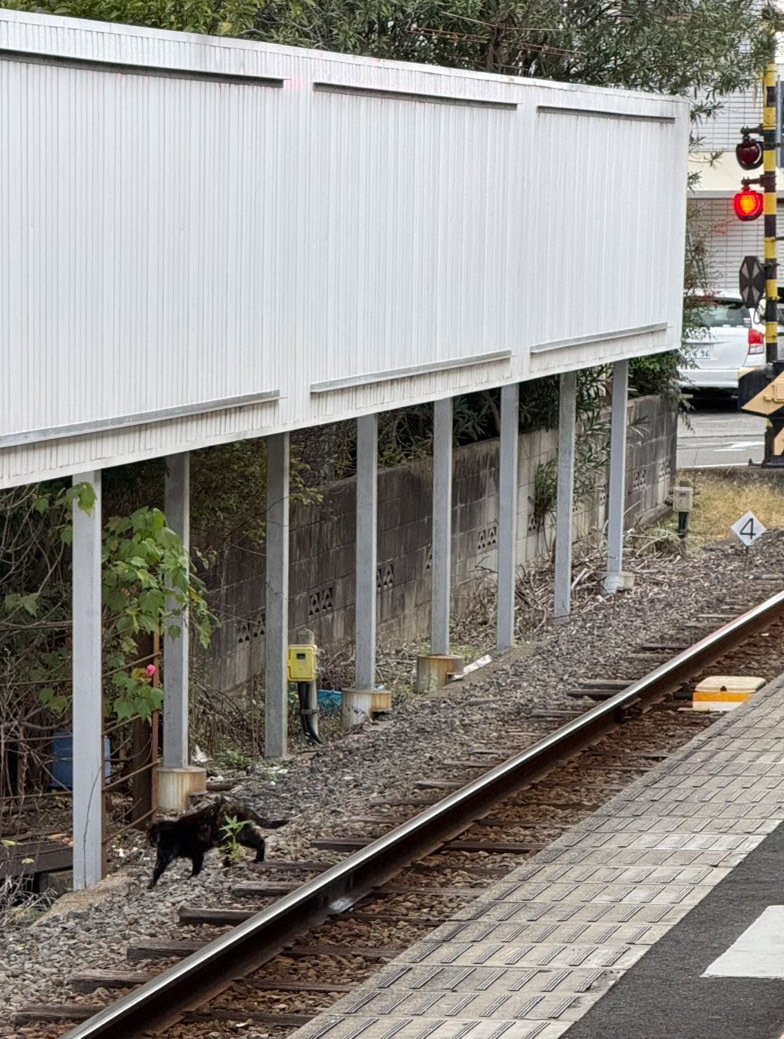 ねこ、危機一髪！｜23（PepperBox）