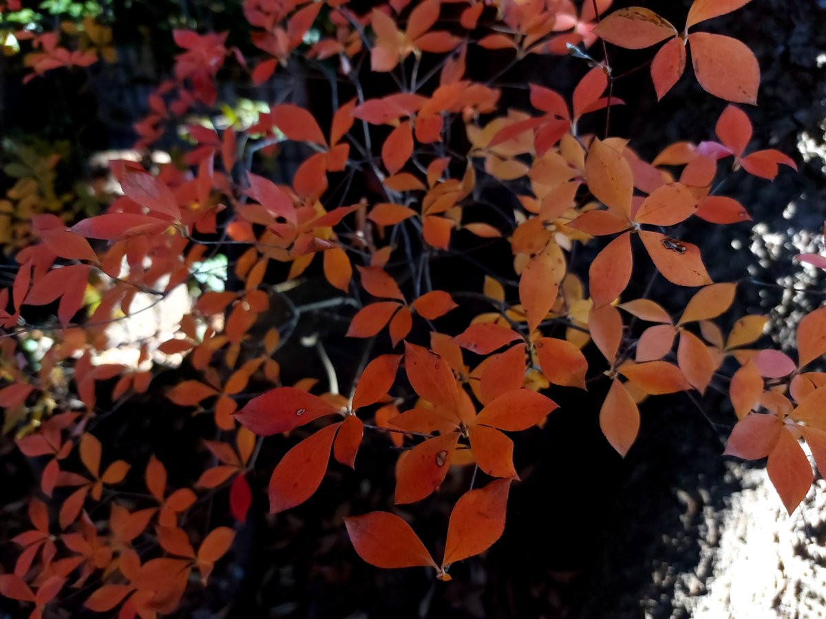 写真で巡る12月の神社仏閣｜琴ノ葉みかん (Mikan Kotonoha)