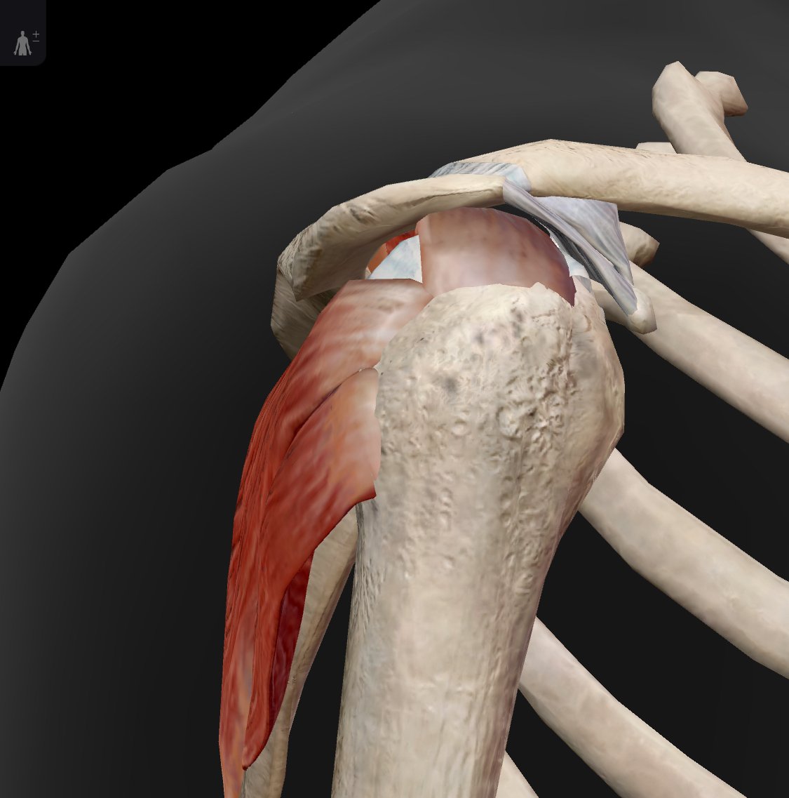 Neer's test ＆ Hawkins-Kennedy test｜かまだ@道産子理学療法士