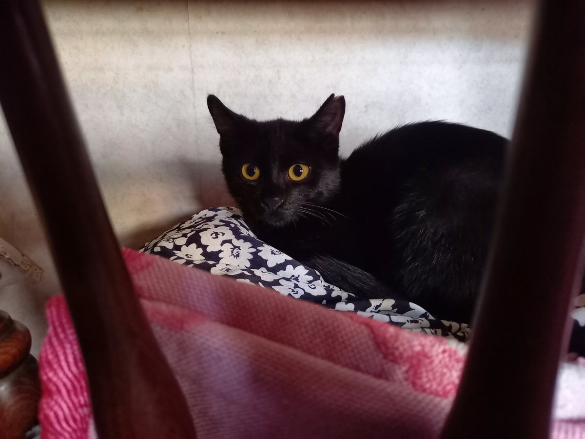 長崎県壱岐市のTNRプロジェクト続報｜NPO法人あおぞら