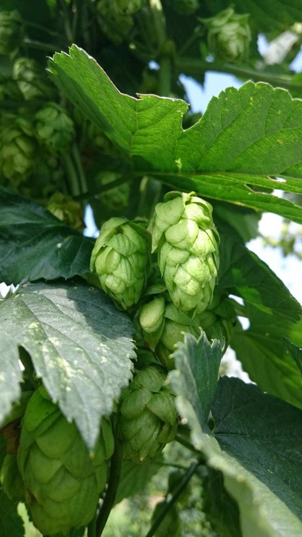 BOARD GAME RESORT GAW JOURNAL＃06 「八ヶ岳生まれのGAWビールで地域とつながる」 齋藤由馬（8Peaks BREWING）×GAW｜ボードゲームリゾート GAW ...