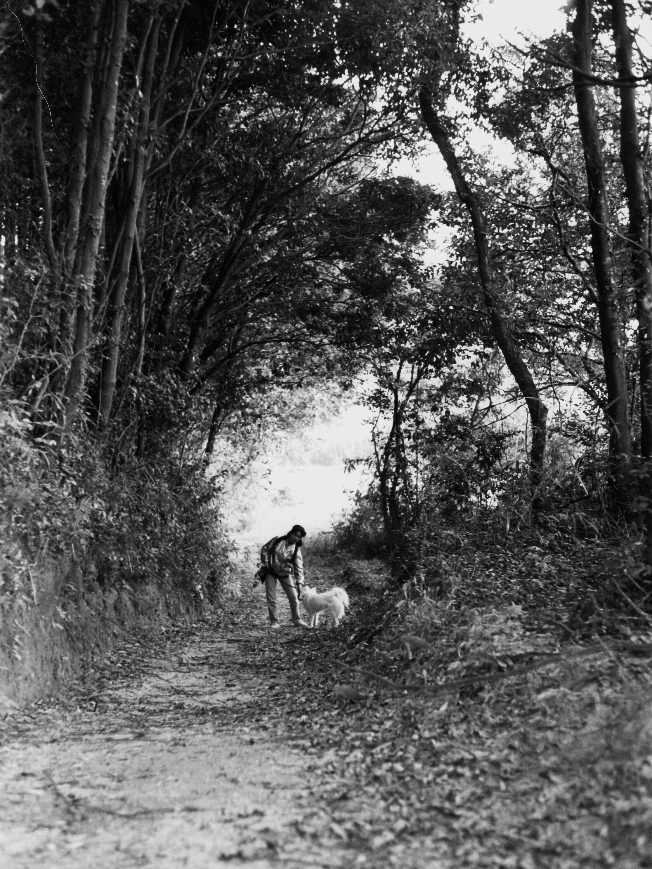 写真「With The Dogs」・・・まわり路｜Rabi Sato