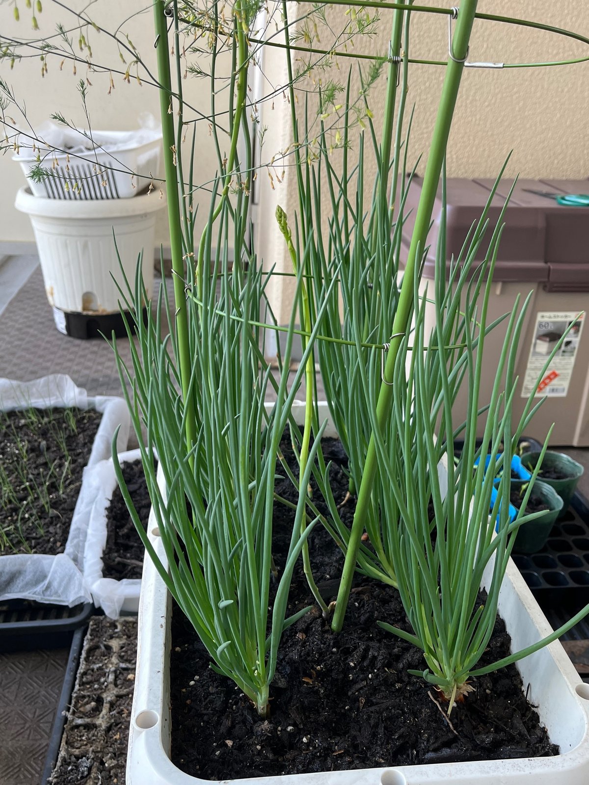 わかるかな～ わかんねぇだろうな～｜ca-ptain@農ある暮らし