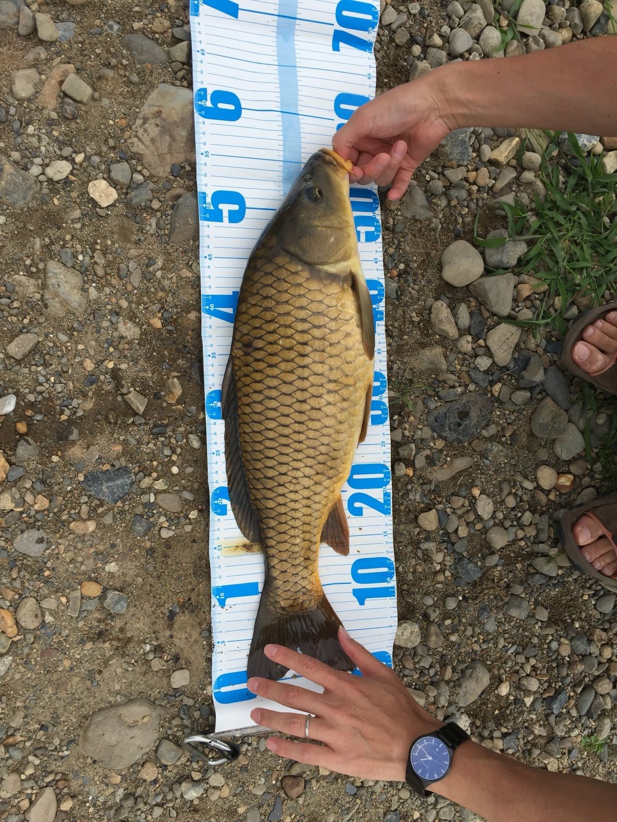 About pAiNTer-Type ANT｜Bite & Shuffle