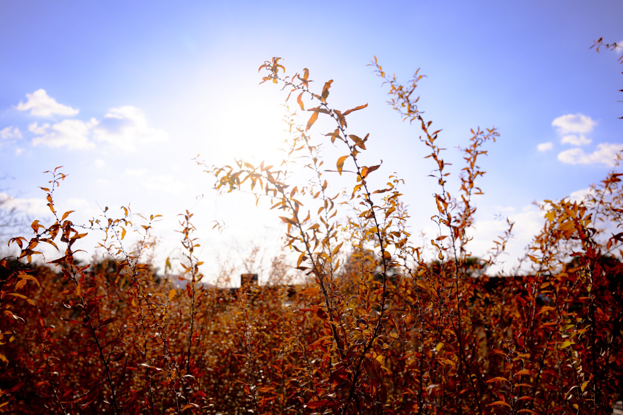 光の滲み…Nikon Z8 + Nikkor Z26mmF2.8｜YUTA録