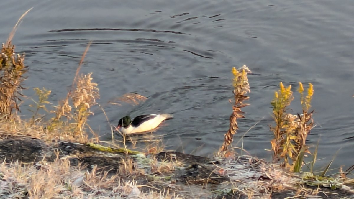一枚の画像〜水鳥｜ichiro70