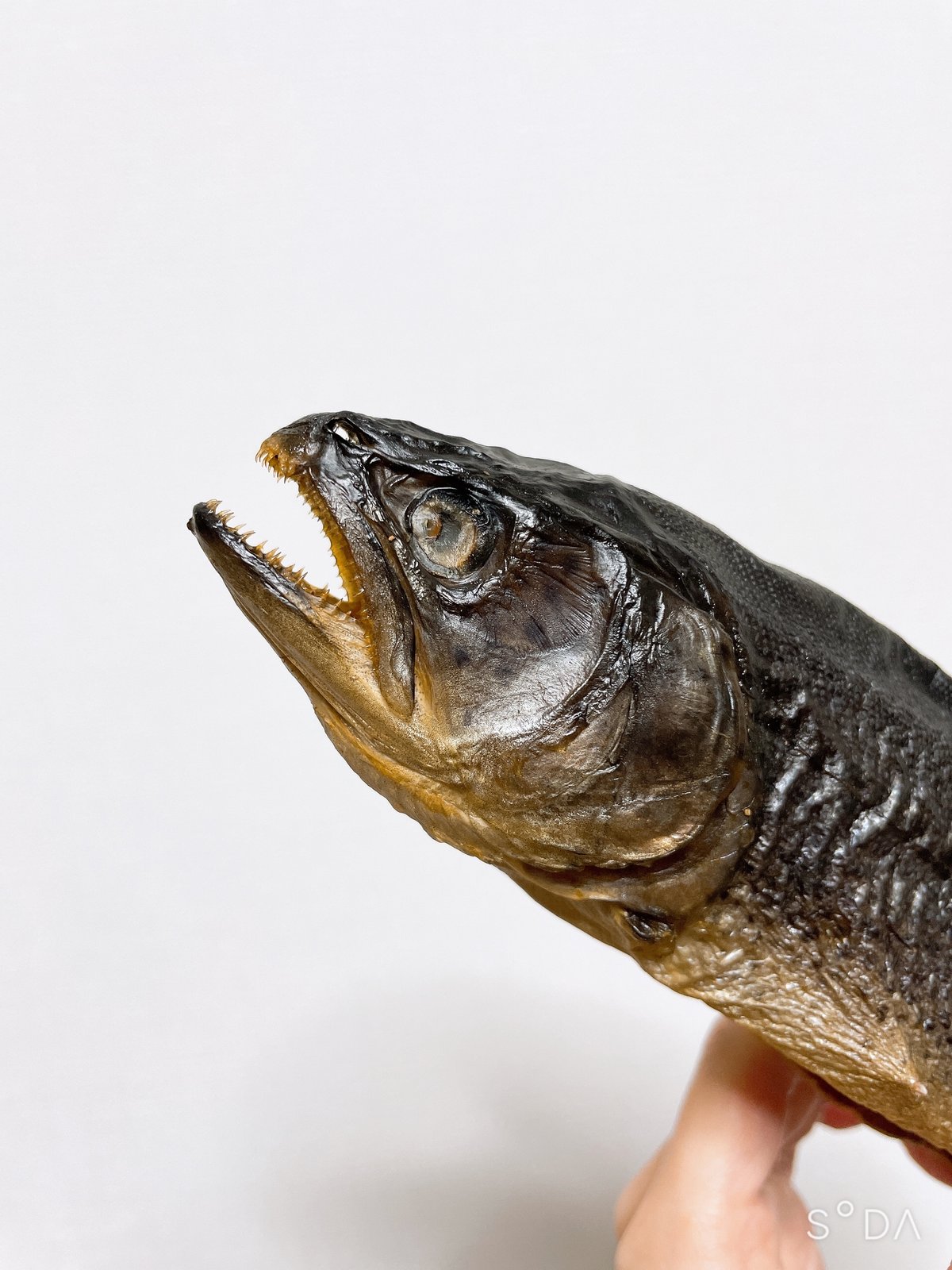 おさめ 2024/12/30｜ki Ogawa