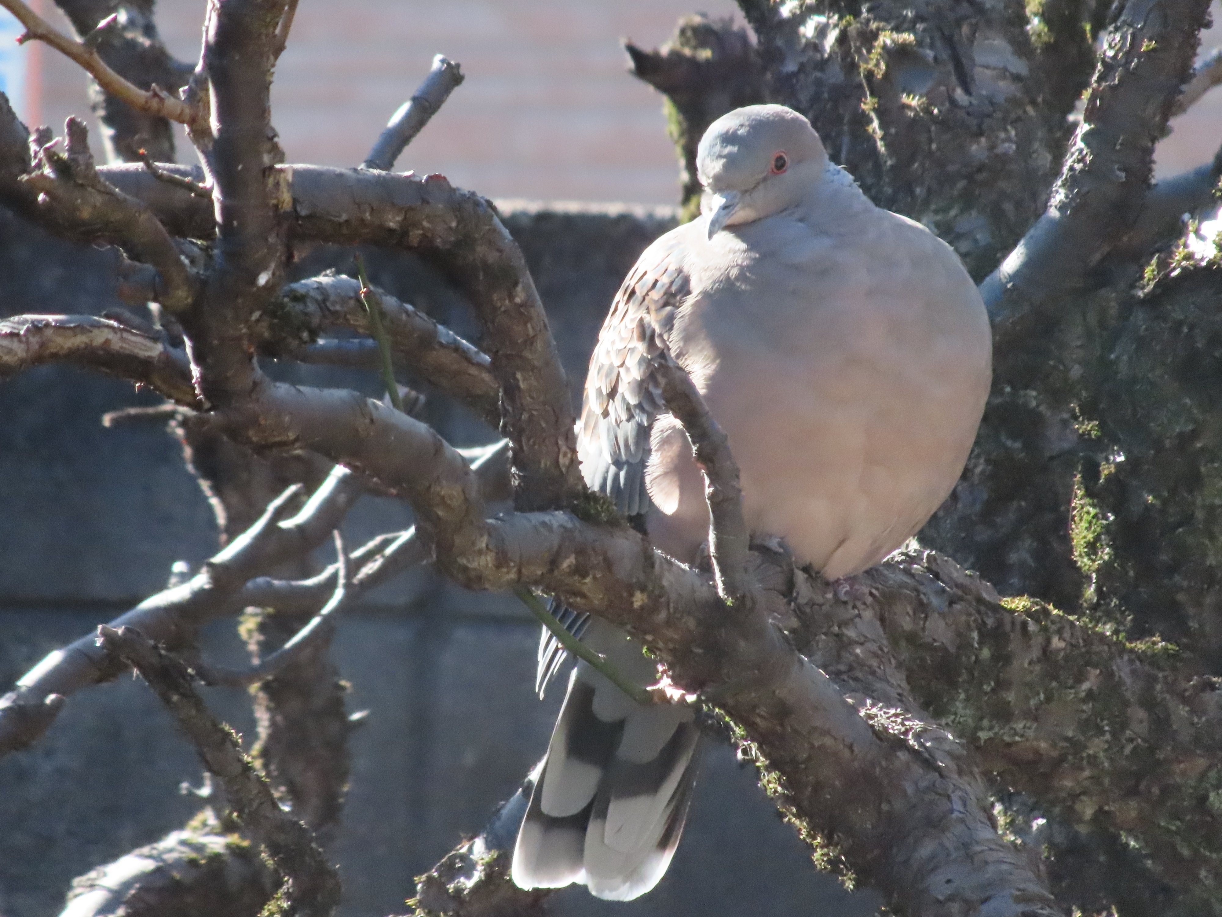 2025年1月1日と2024年年末の画像｜ExportControl