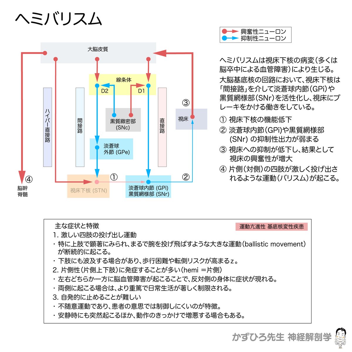 大脳基底核回路と基底核変性疾患｜かずひろ先生（黒澤一弘｜解剖学）