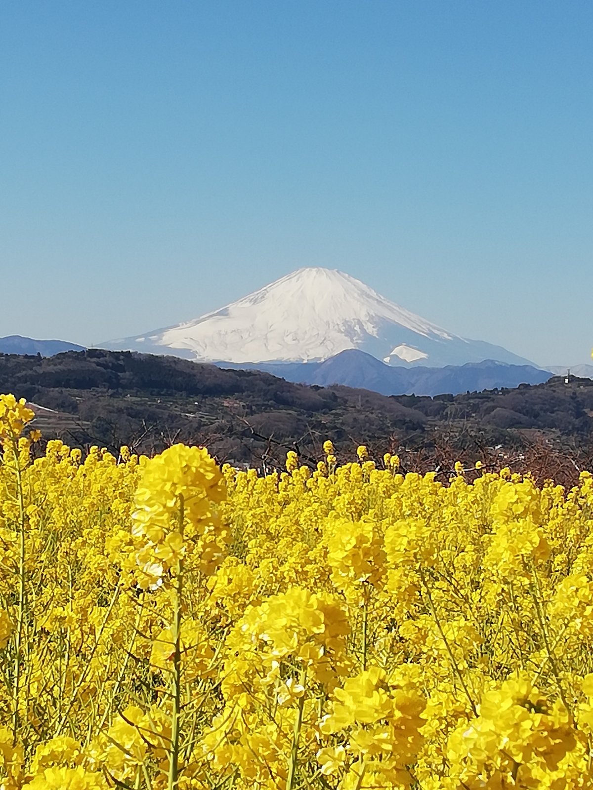 梅・菜の花・蝋梅・河津桜が楽しめる関東のスポット13選｜kaede