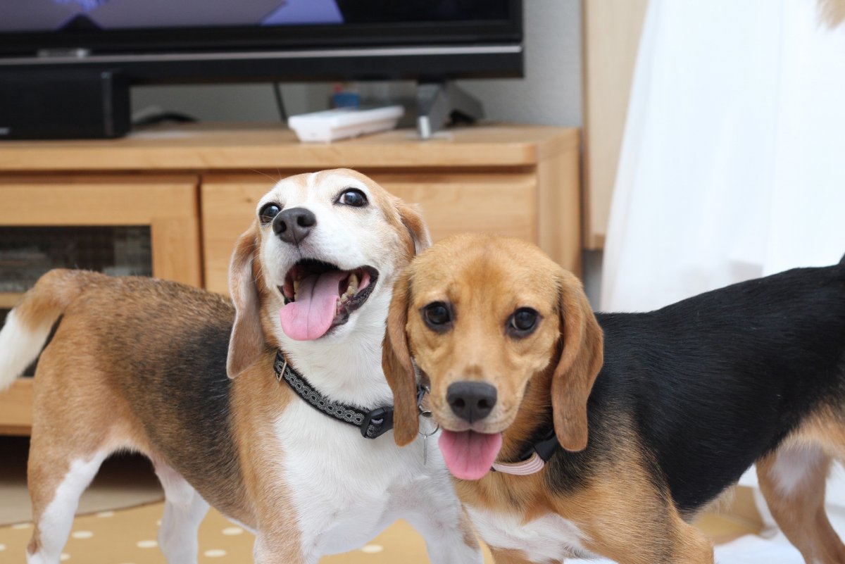 わが家の食いしん坊お姫様｜MAHAKO 𖤣 わんことにゃんこにうもれて暮らす