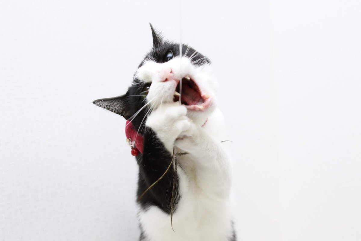 わが家のおばあちゃん猫さん｜MAHAKO 𖤣 わんことにゃんこにうもれて暮らす