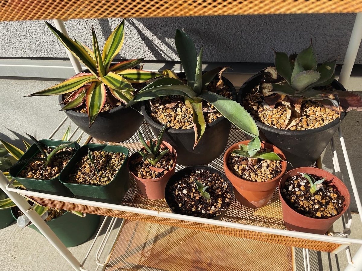 放置したアガベのその先へ｜plm_kurashi