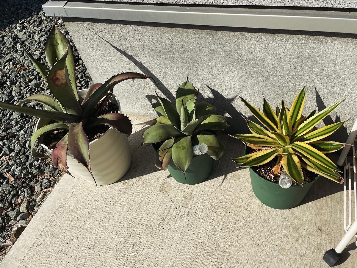 放置したアガベのその先へ｜plm_kurashi