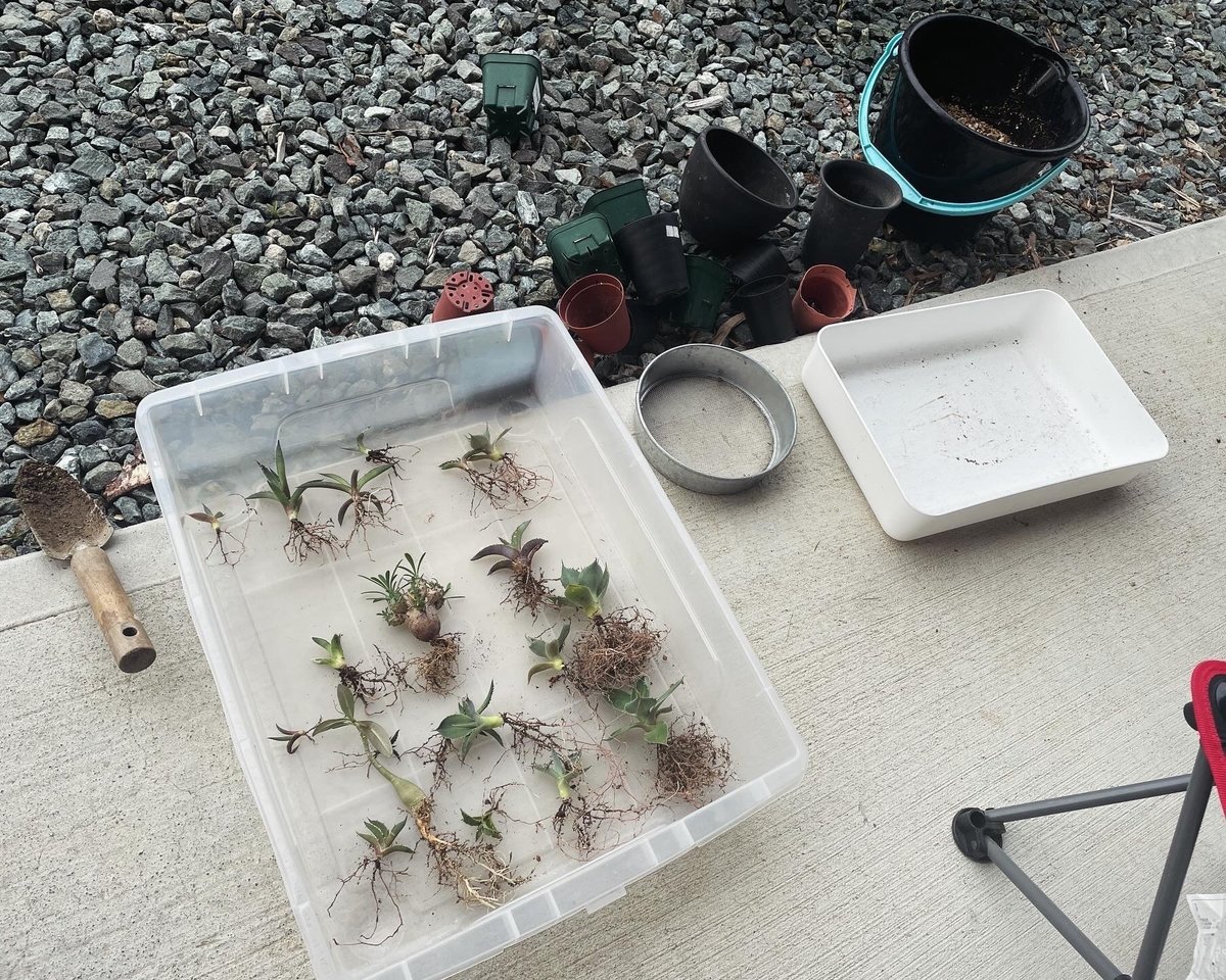 放置したアガベのその先へ｜plm_kurashi